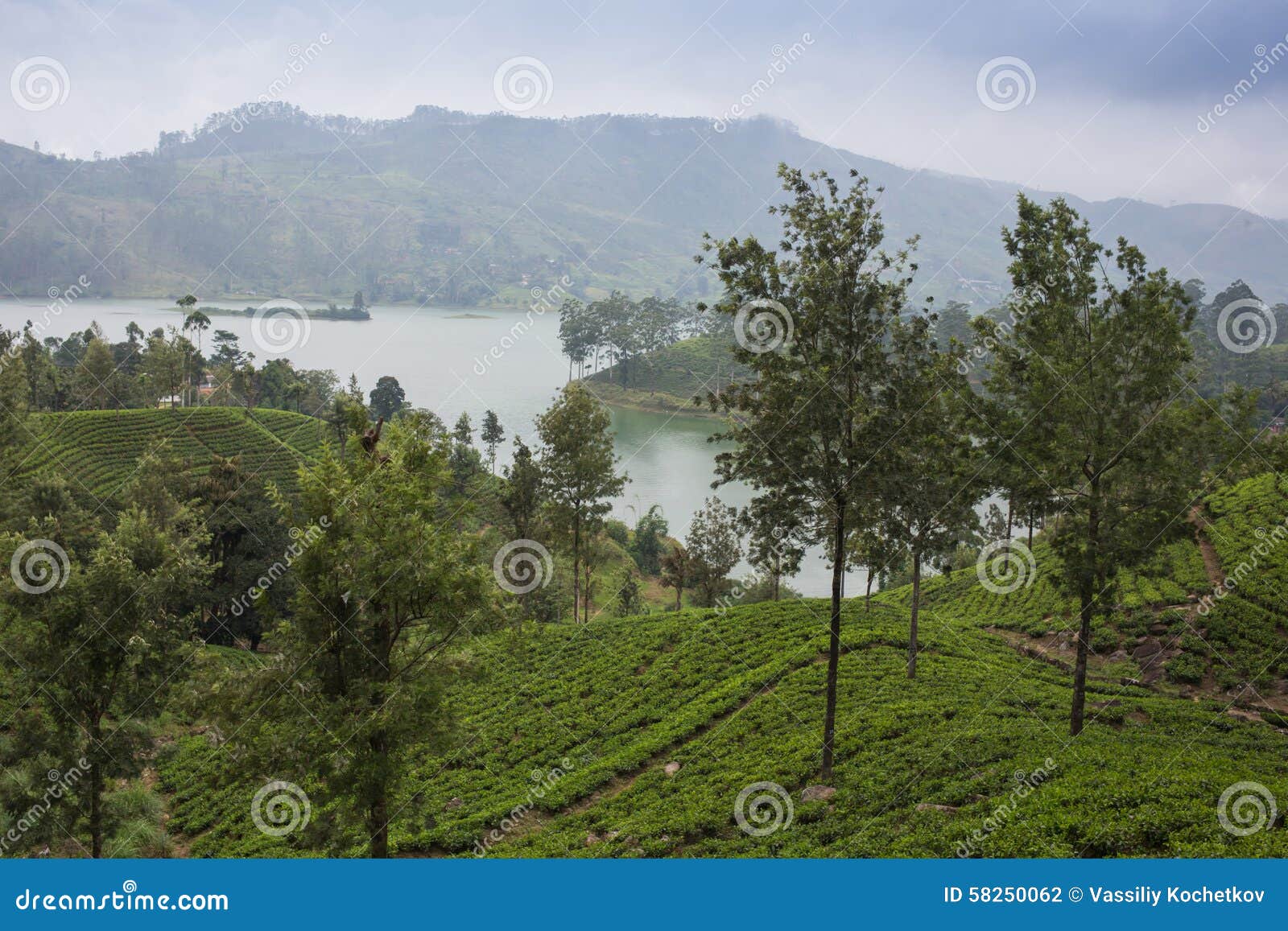 Pang Ung , Reflection of Pine Tree in a Lake Stock Photo - Image of ...