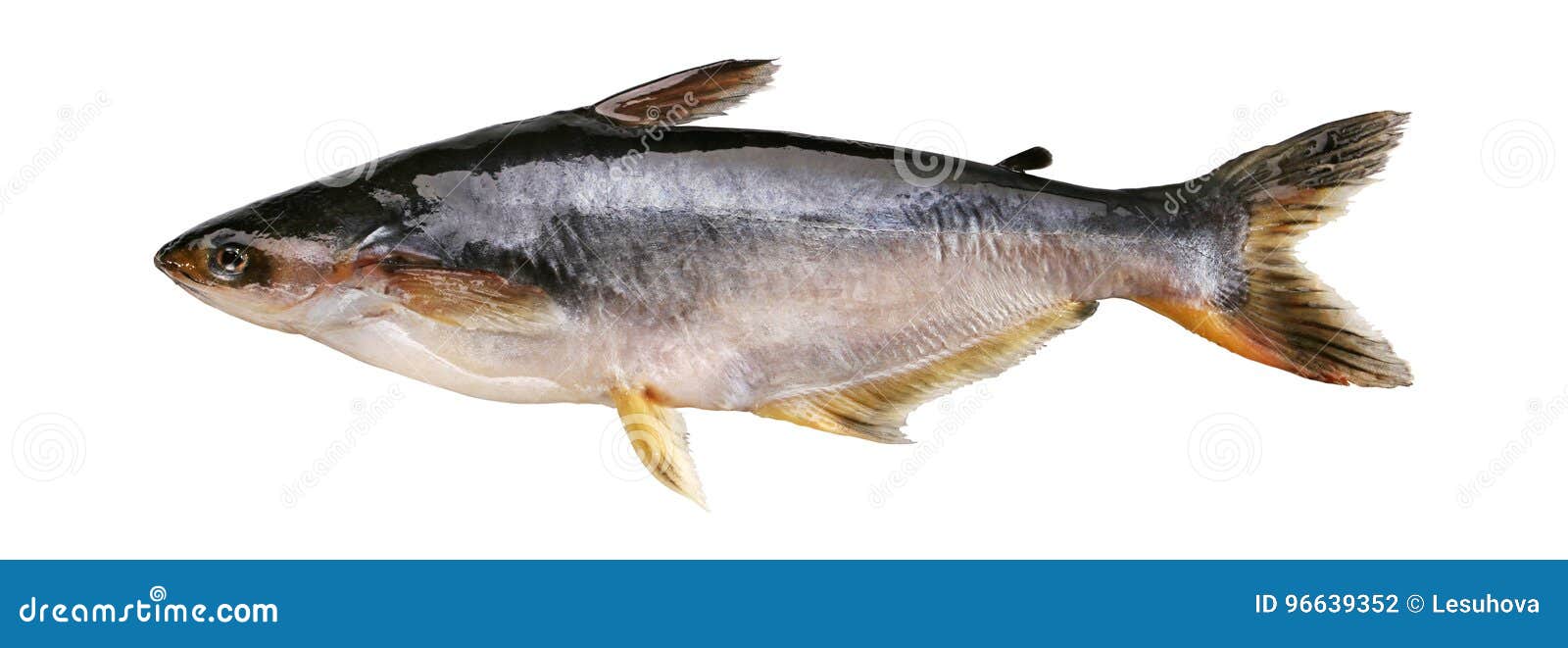 Pangasius Stock Images - Download 2,713 Royalty Free Photos
