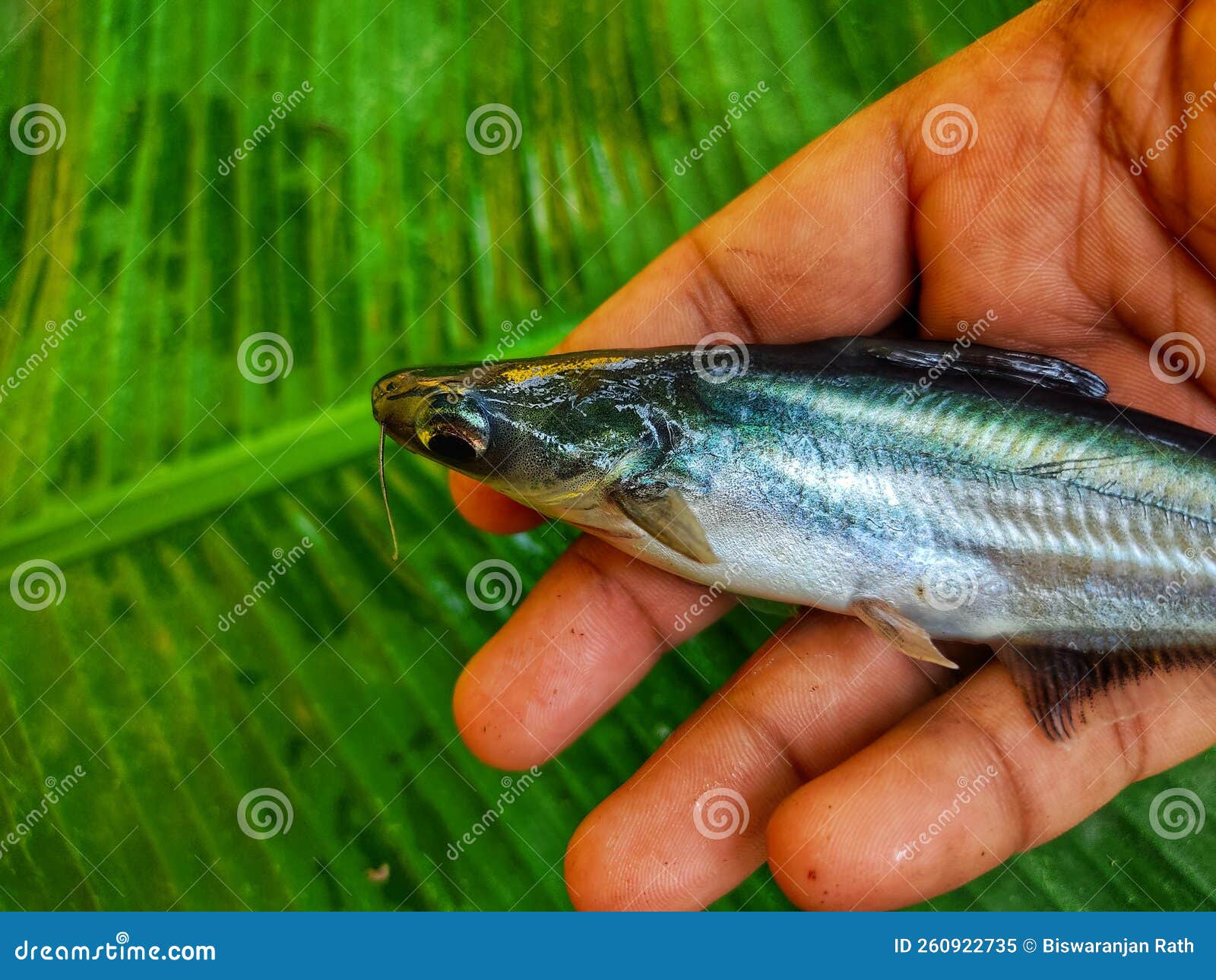 Pangasius Catfish In Hand In Banana Leaf Background HD Royalty-Free ...