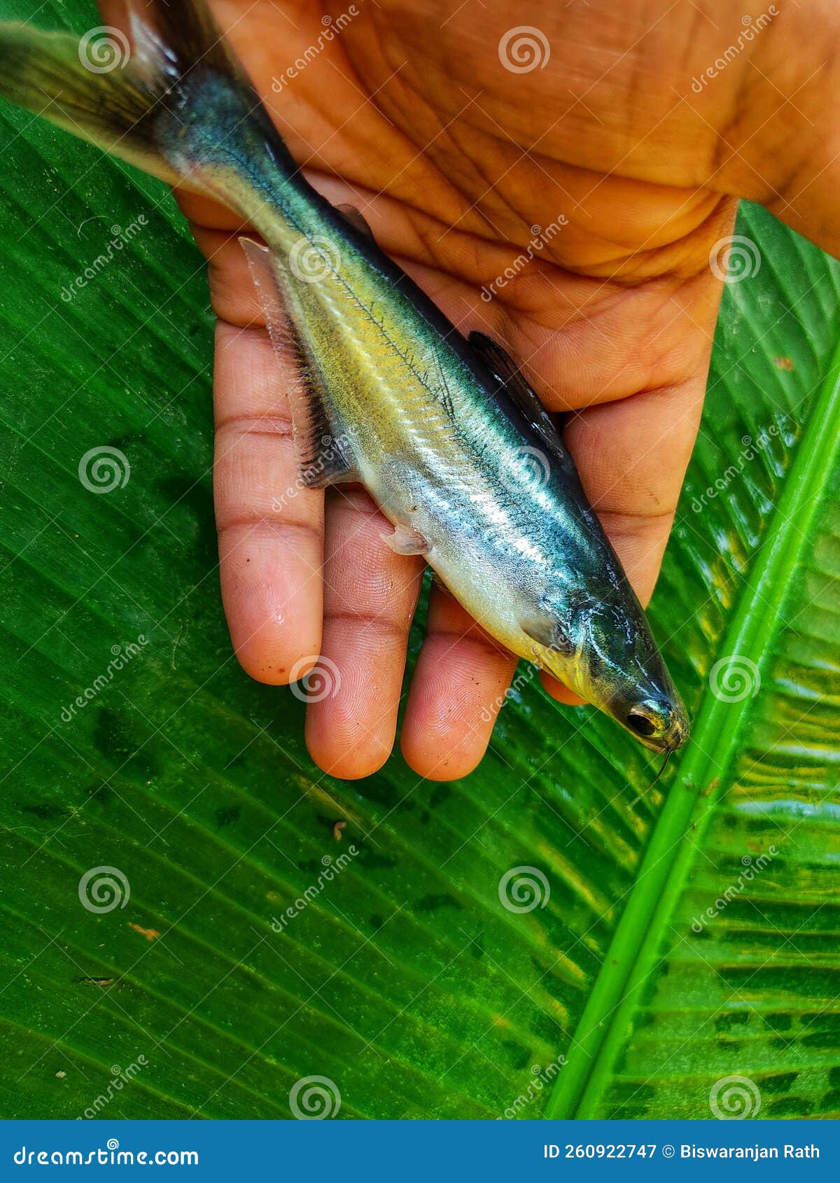 Pangasius Catfish In Hand In Banana Leaf Background HD Royalty-Free ...