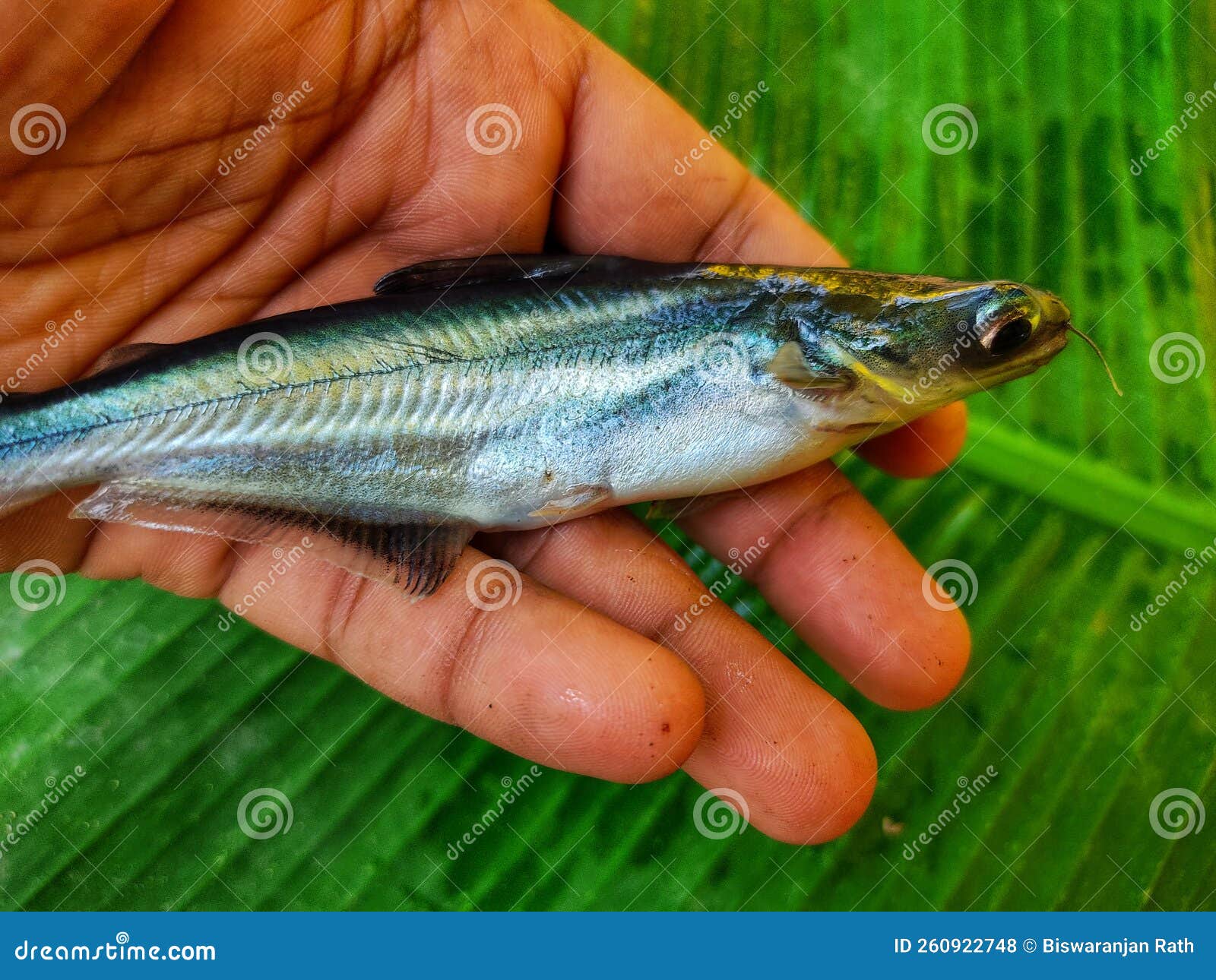 Pangasius Catfish In Hand In Banana Leaf Background HD Royalty-Free ...
