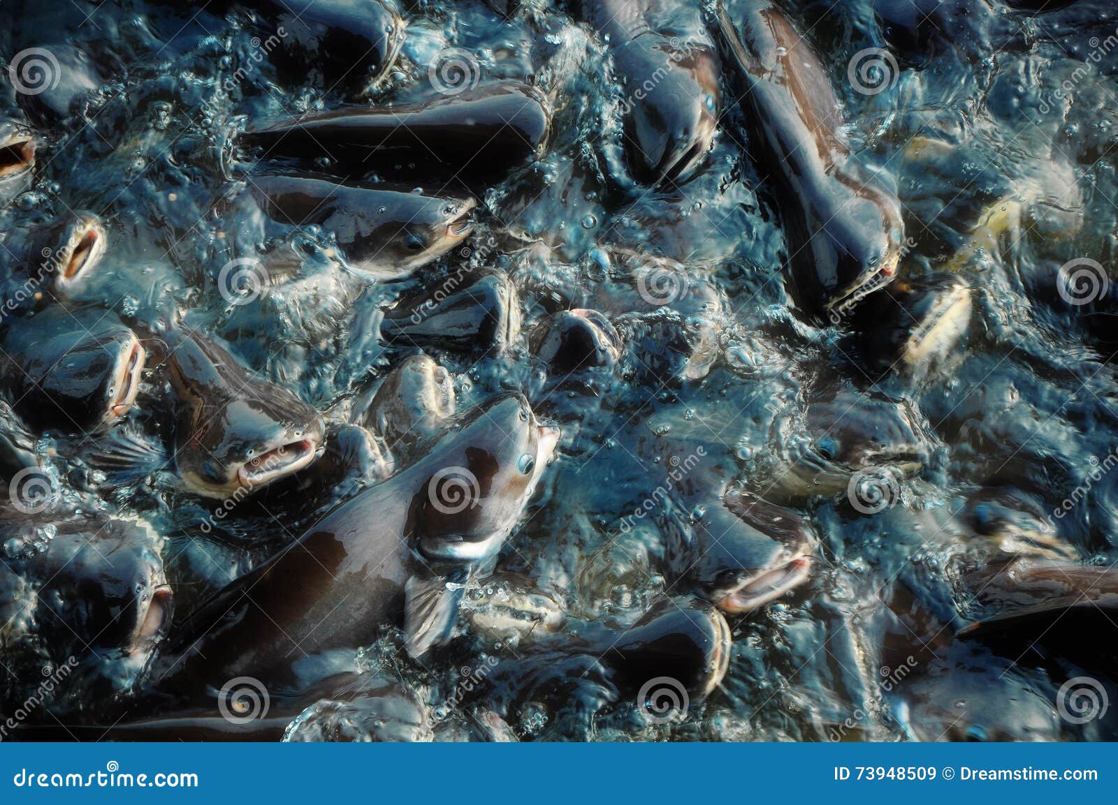Pangasius stock image. Image of cells, group, blue, concept - 73948509