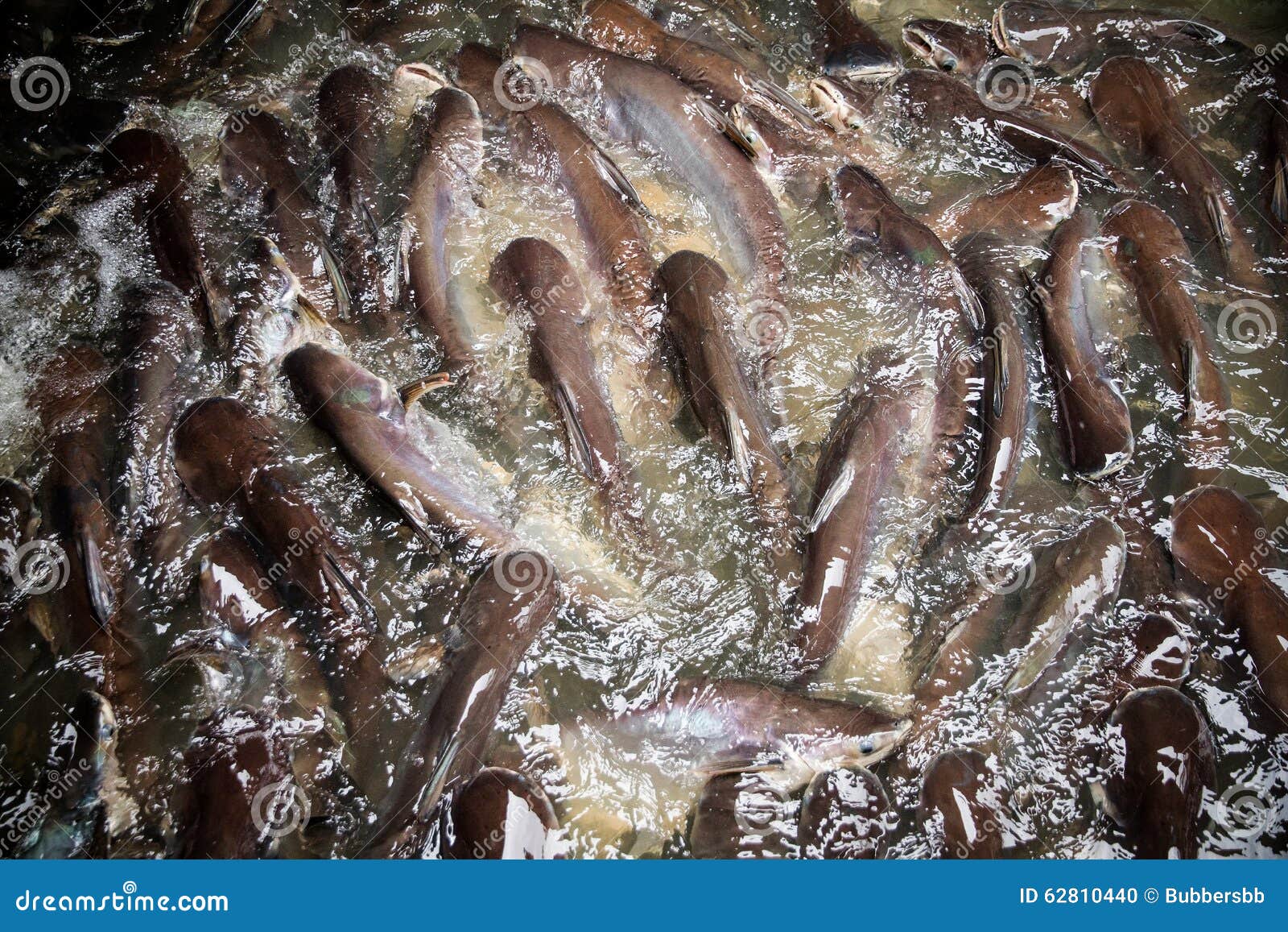 Pond And Temple Of Aesculapius, Villa Borghese Gardens, Rome Stock ...