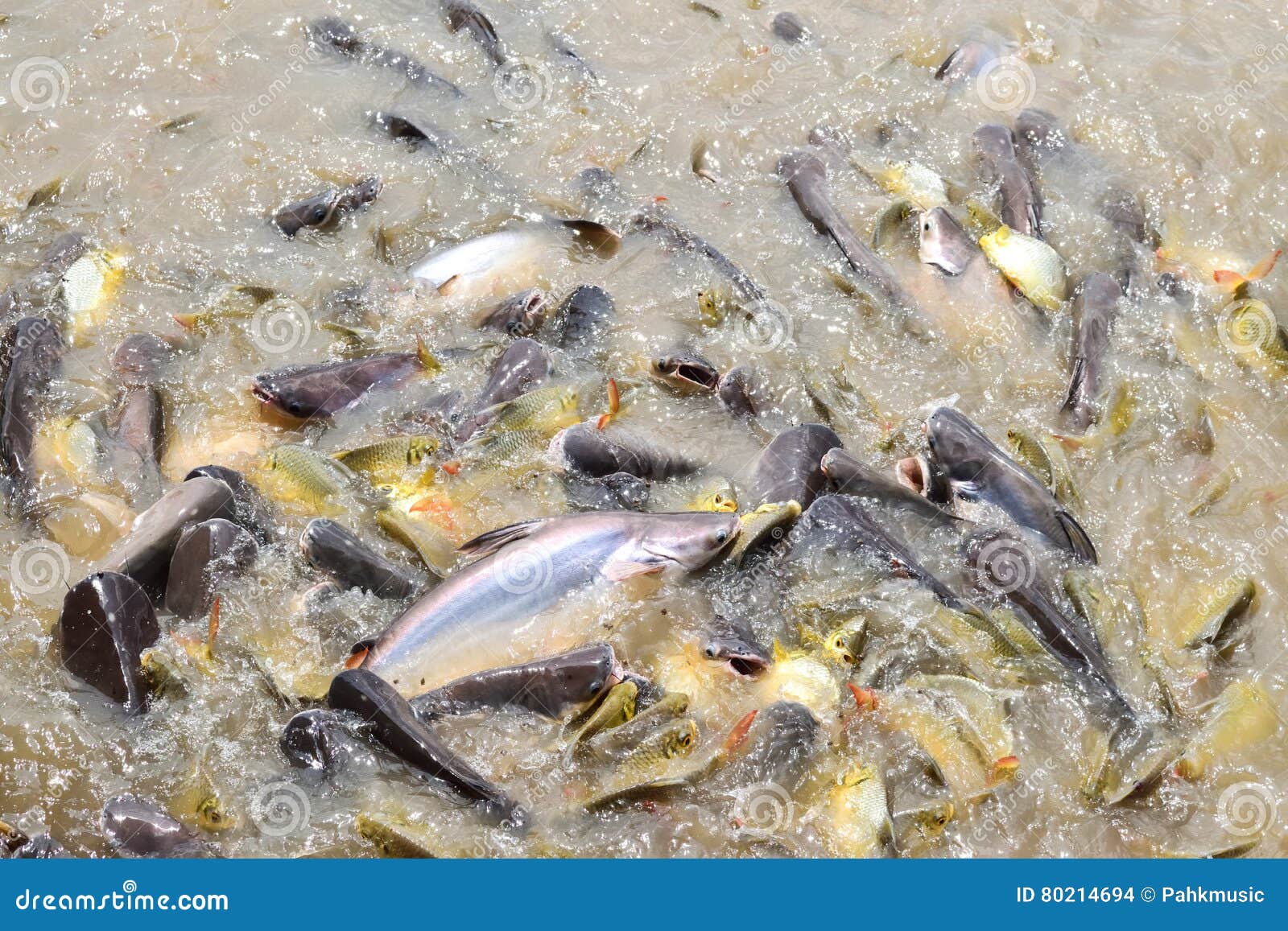 Pangasius fish and carp stock photo. Image of nature - 80214694