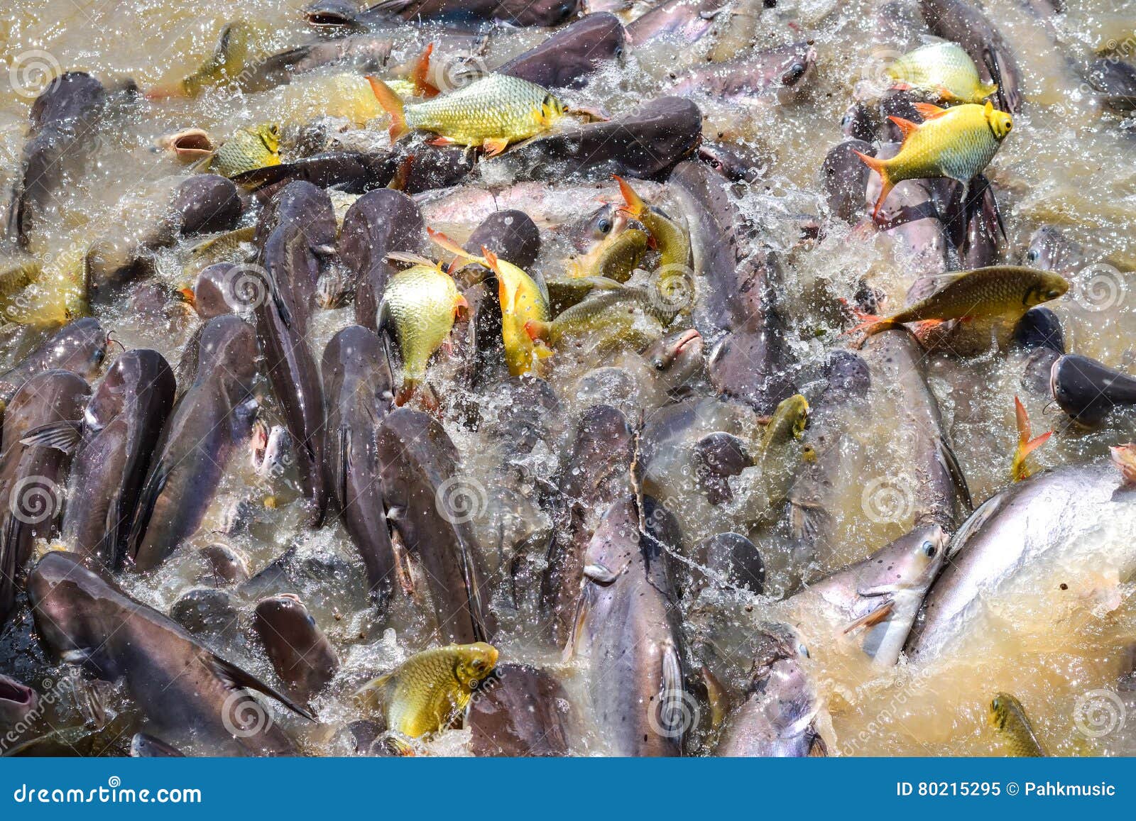Pangasius fish and carp stock image. Image of life, hypophthalmus ...