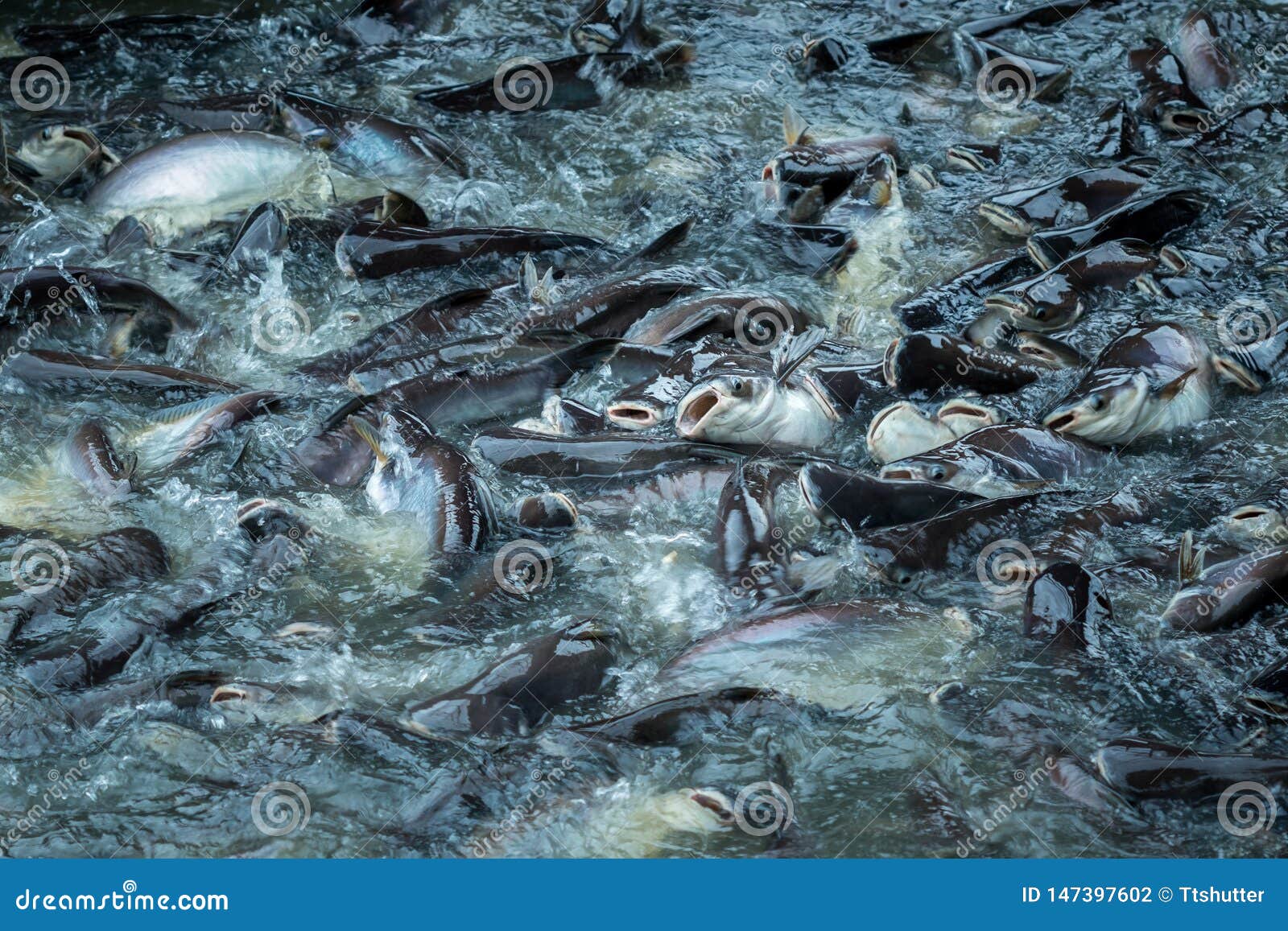 Pangasius Fish Stock Photo | CartoonDealer.com #147397602