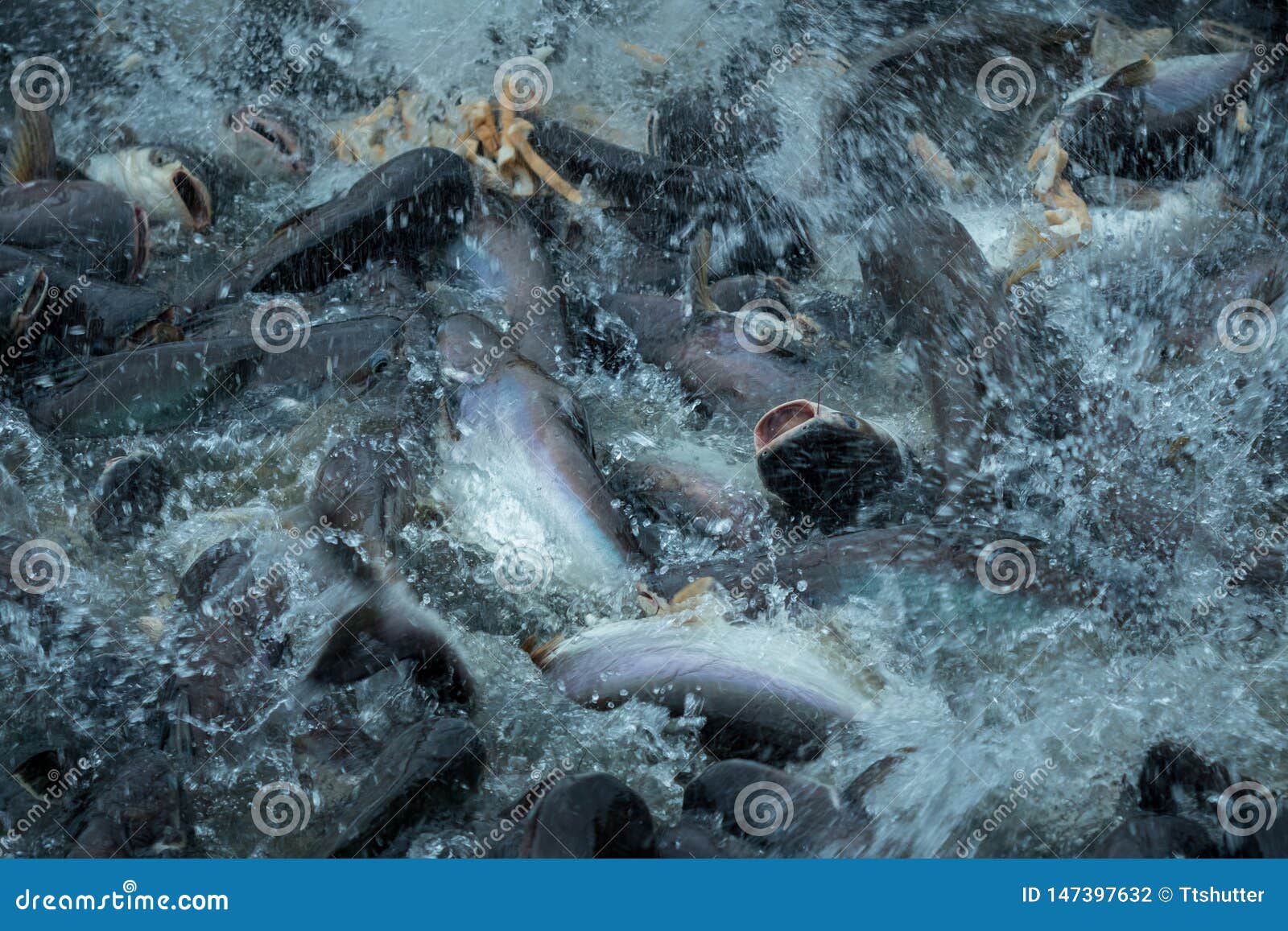 Pangasius fish stock photo. Image of background, fish - 147397632
