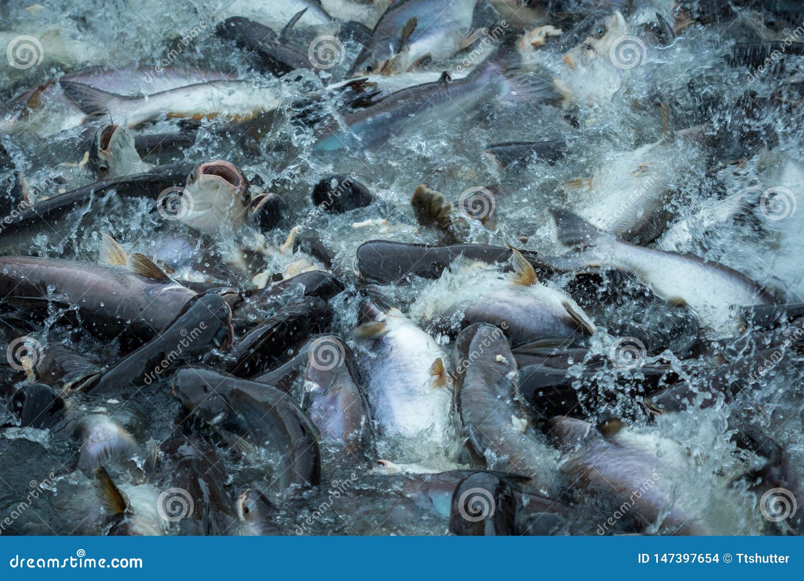 Pangasius fish stock photo. Image of alive, biology - 147397654