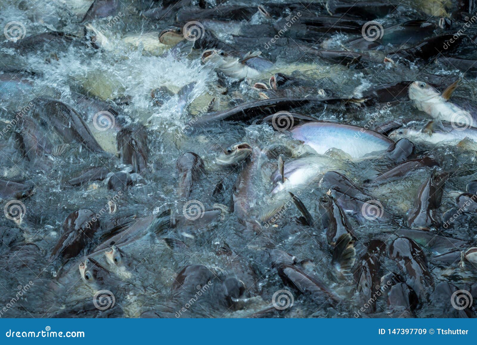 Pangasius fish stock image. Image of farm, animal, eating - 147397709