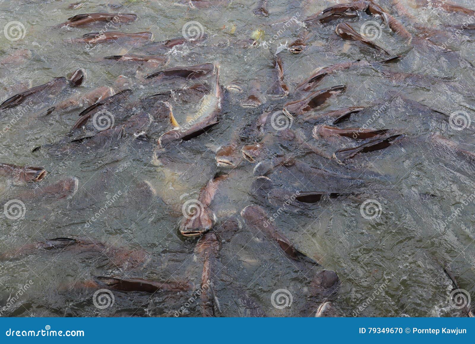 Pangasius fish stock photo. Image of white, life, wild - 79349670