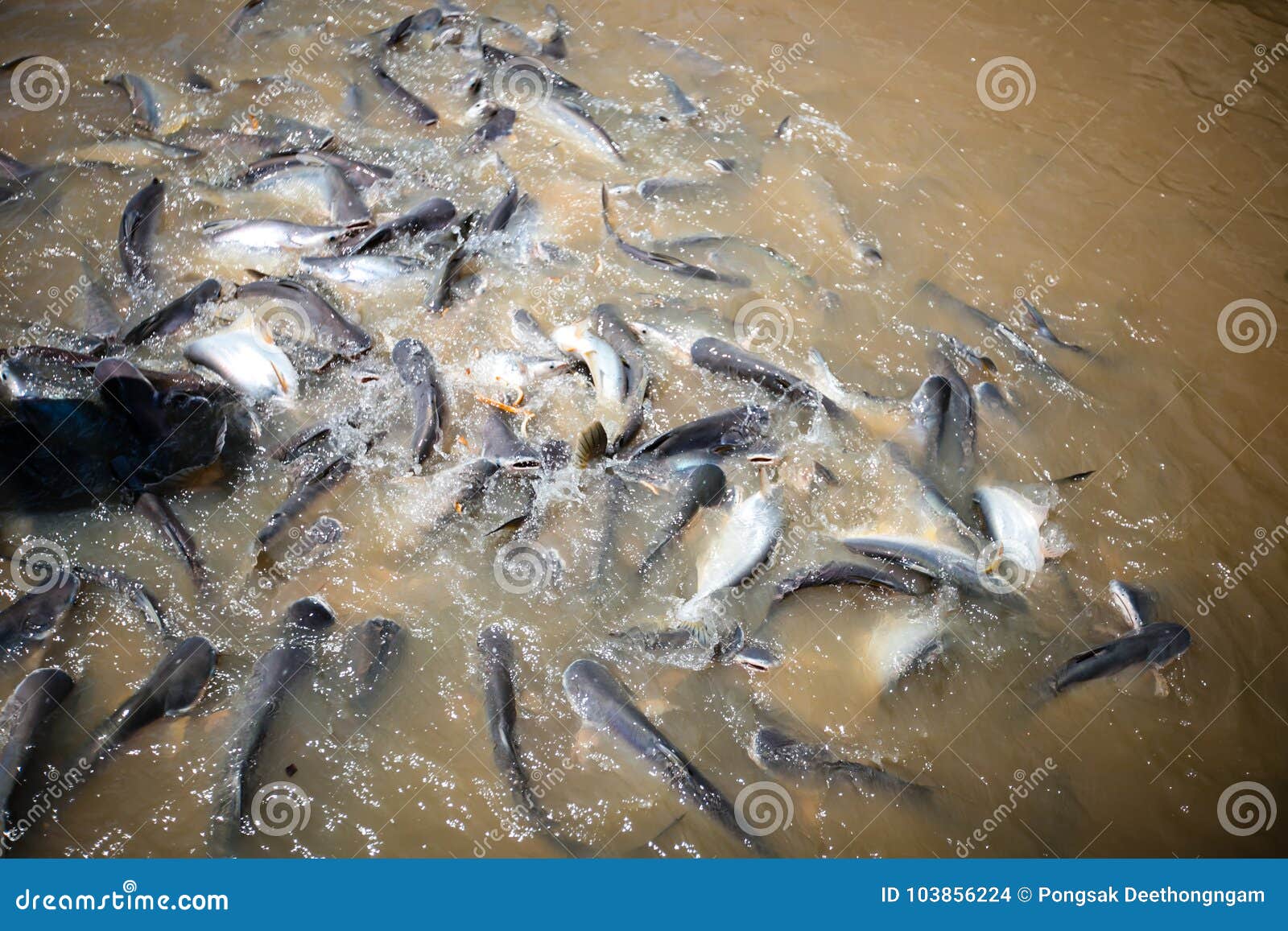 Pangasius fish stock photo. Image of nature, pangasius - 103856224