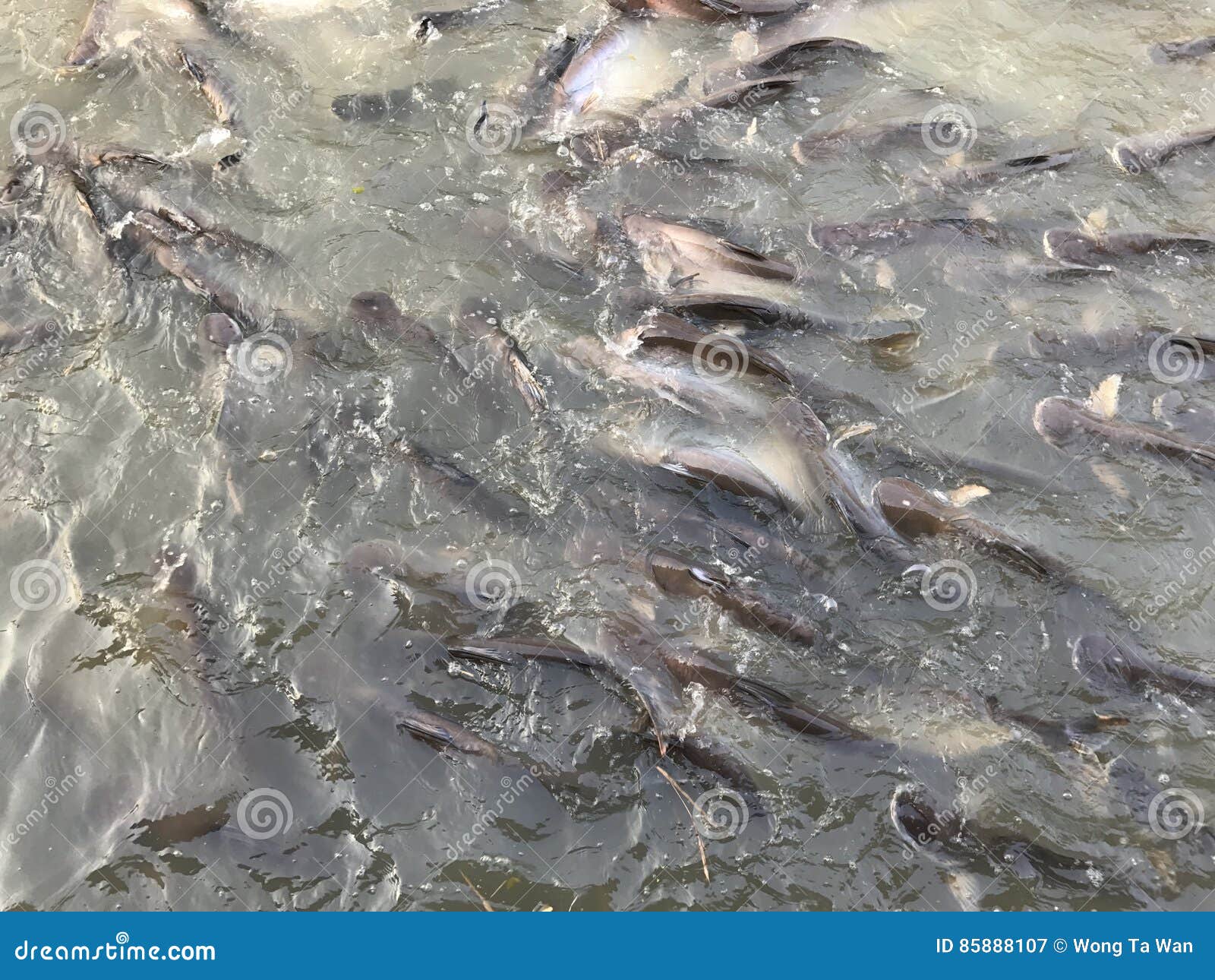 Pangasius Thailand stock image. Image of pangasius, fish - 85888107