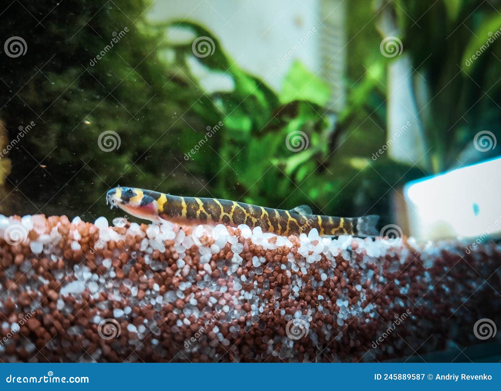 Pangio Kuhli - Kuhli Loach in Aquarium Stock Image - Image of natural ...