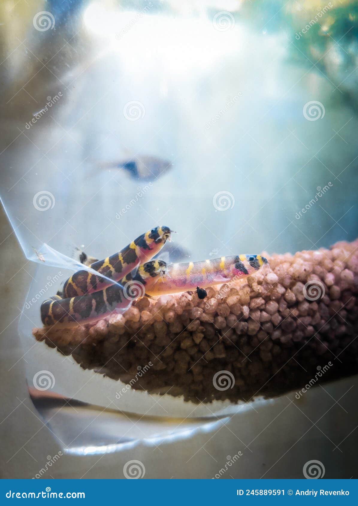 Pangio Kuhli - Kuhli Loach in Aquarium Stock Image - Image of black ...