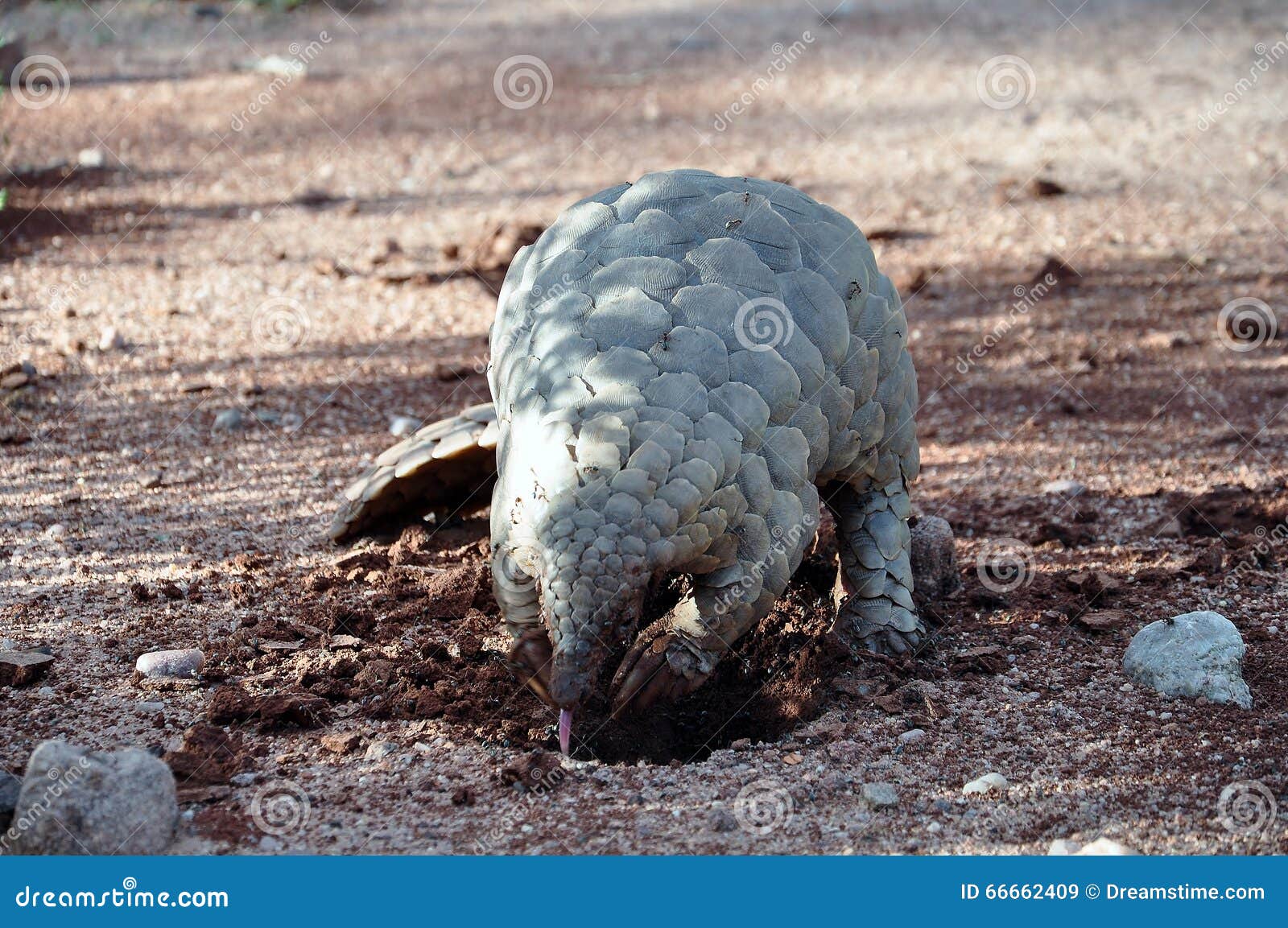 Pangolin Del Cabo Que Cava Y Que Come Hormigas Imagen de archivo ...
