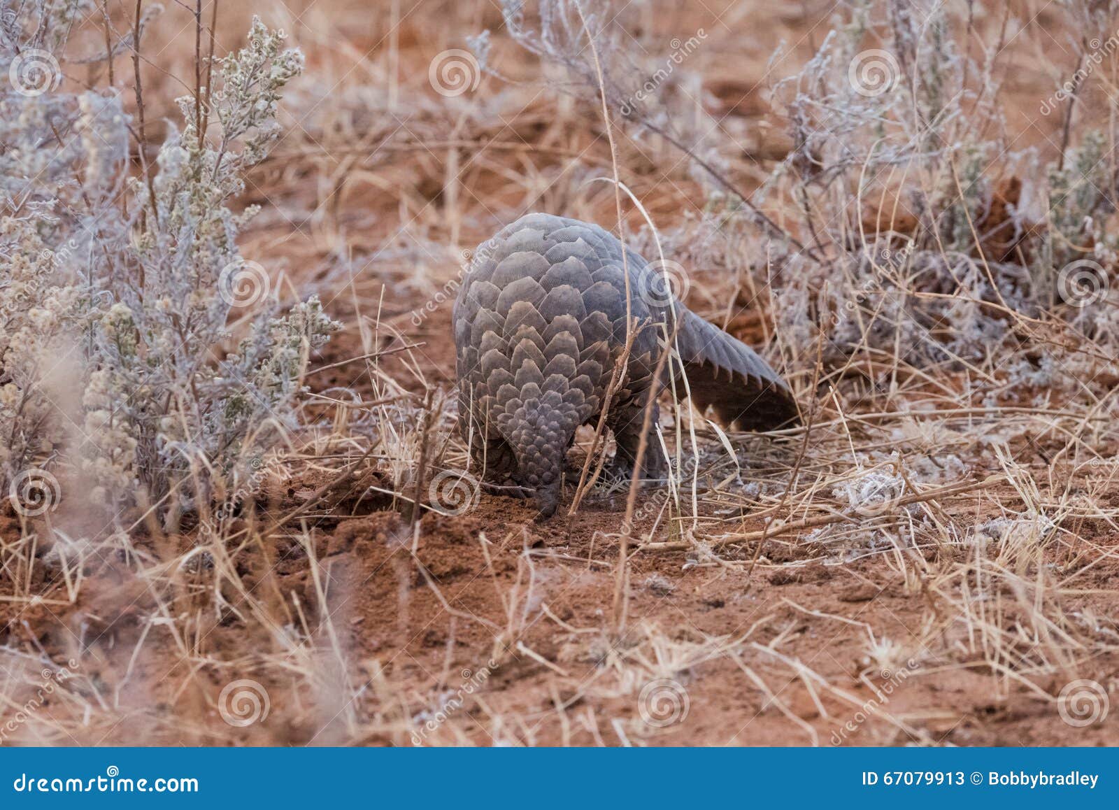 Pangolin stock image. Image of mammal, magnificent, namibia - 67079913