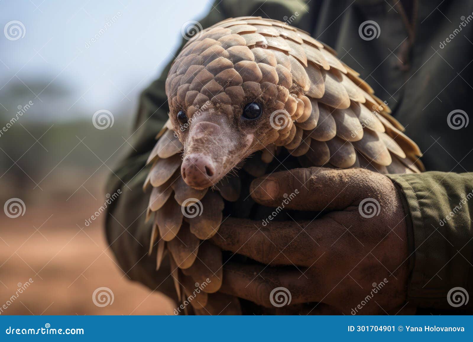 A Pangolin in the Hands of a Dedicated Conservationist. Photo Highlight ...