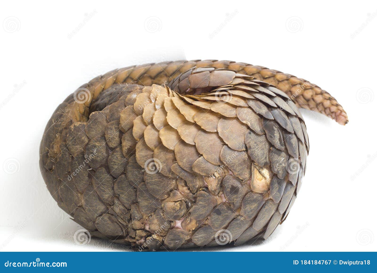 Indian Pangolin Or Anteater Or Kidikhau Manis Crassicaudata Stock ...