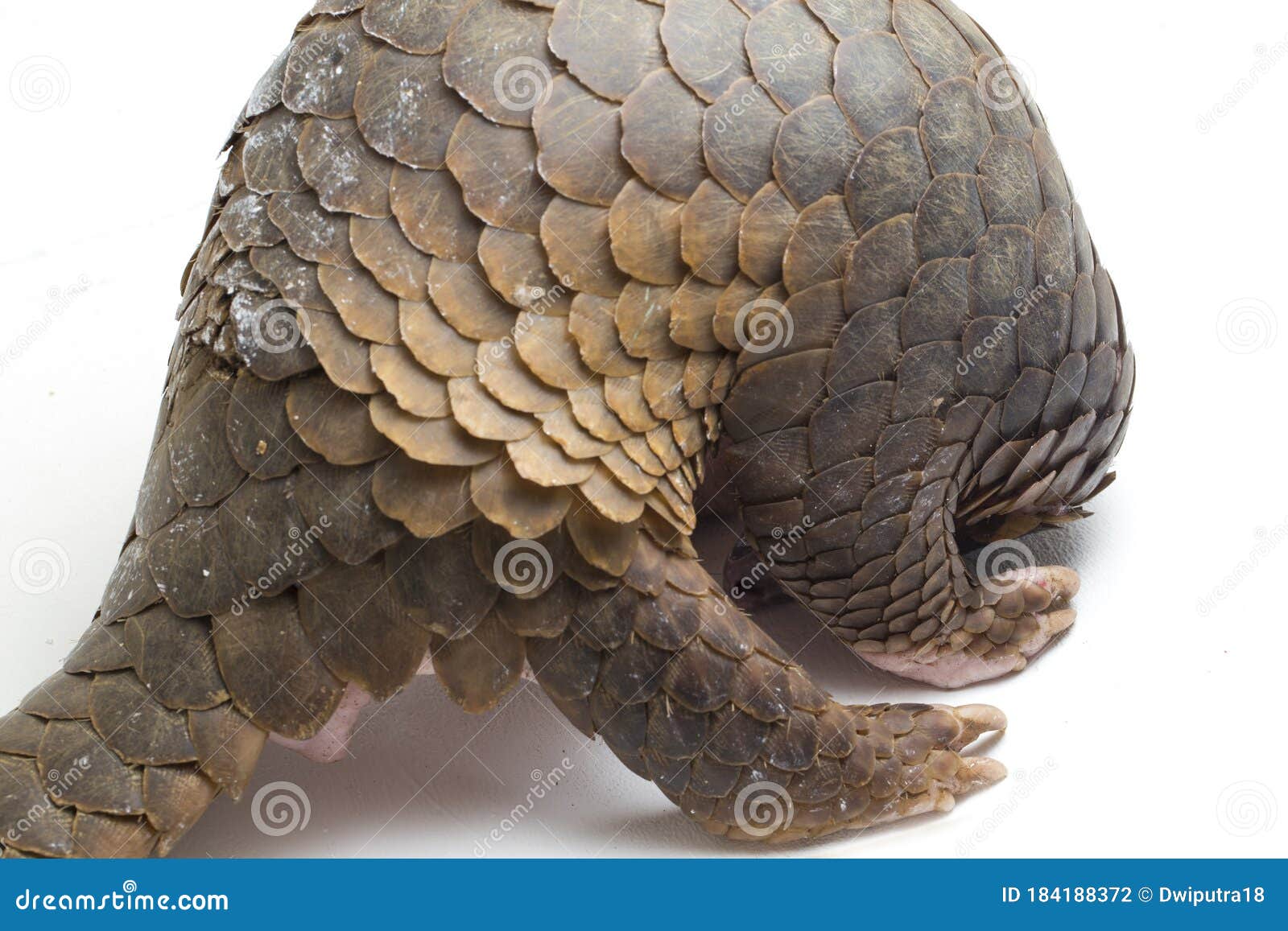 Pangolin Manis Javanica Isolated on White Stock Photo - Image of ...