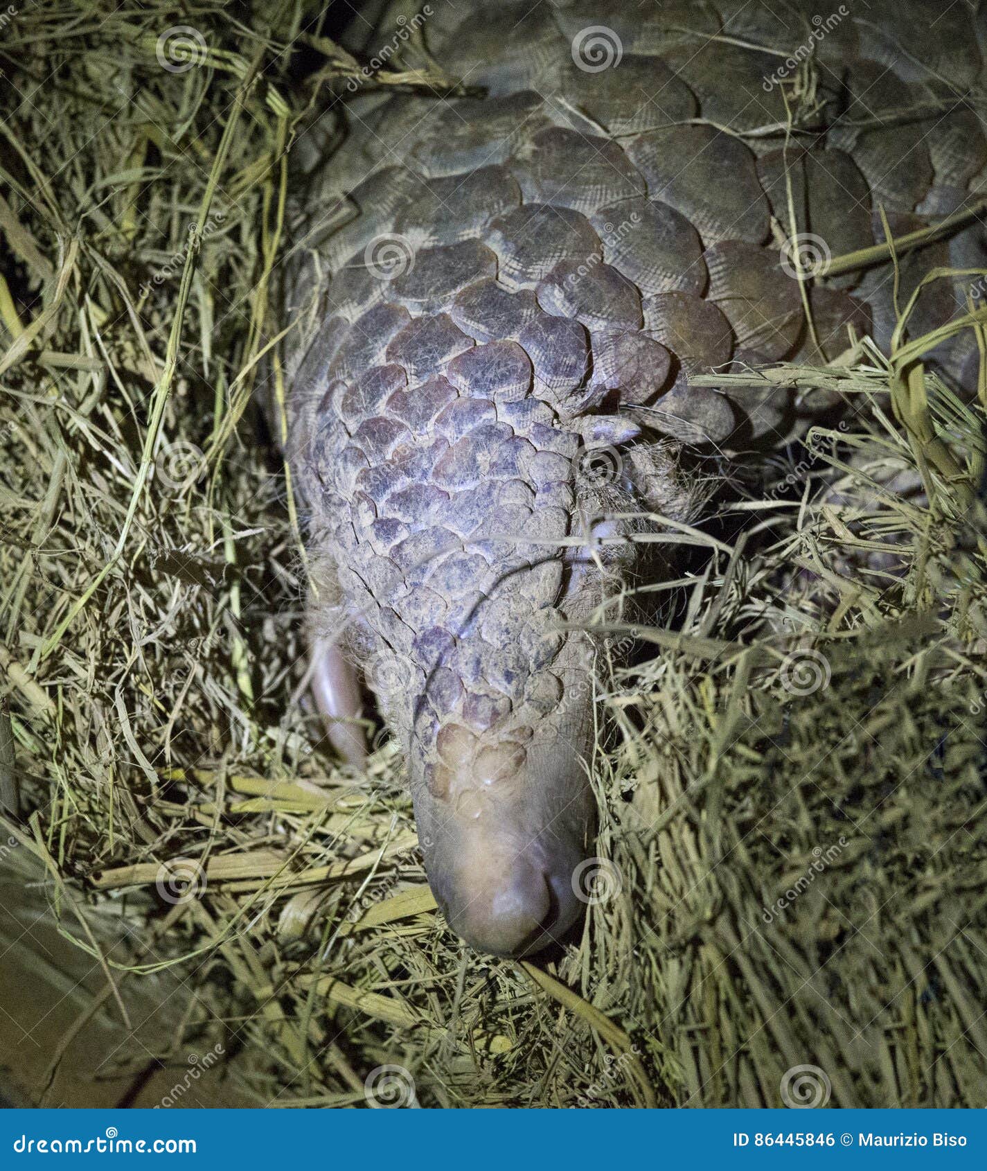 Pangolin portrait close up stock photo. Image of coastal - 86445846