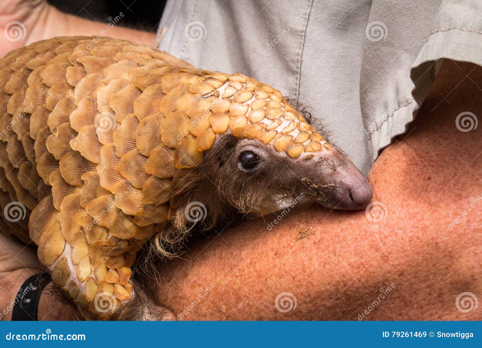 Pangolin editorial stock image. Image of tongue, captivity - 79261469