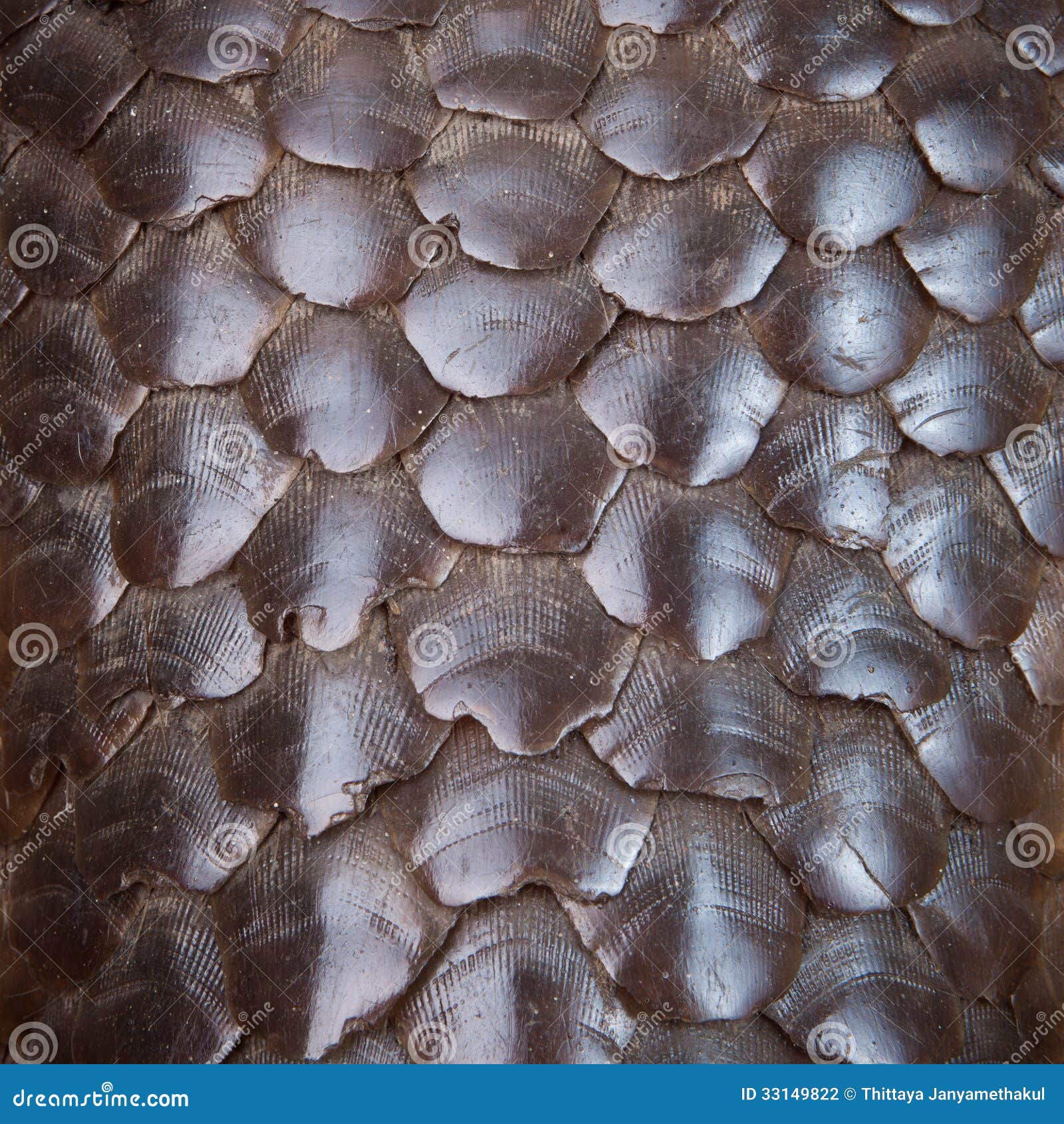 Pangolin skin stock photo. Image of manis, nature, fantasy - 33149822