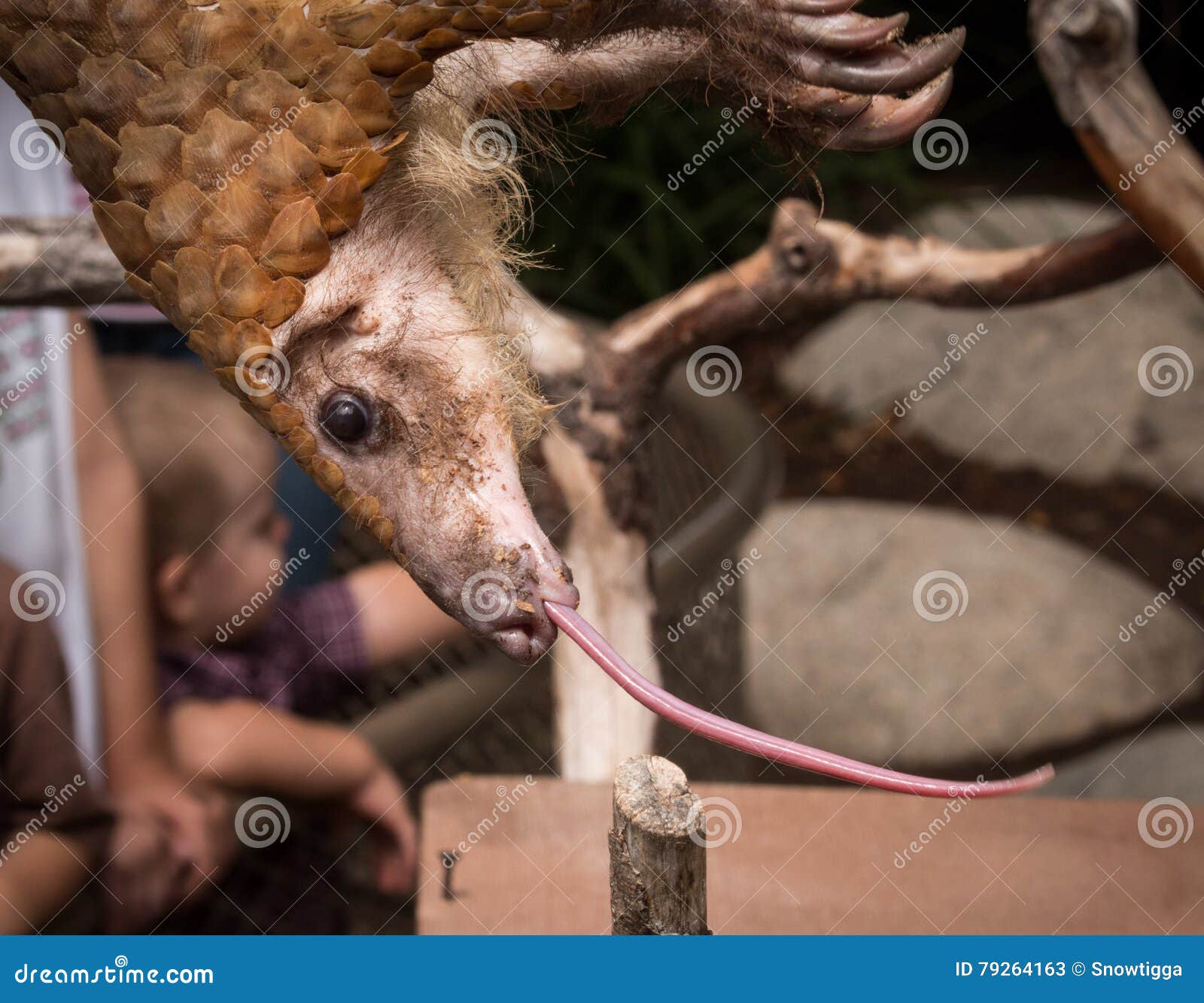Pangolin Tongue stock image. Image of conservation, california - 79264163