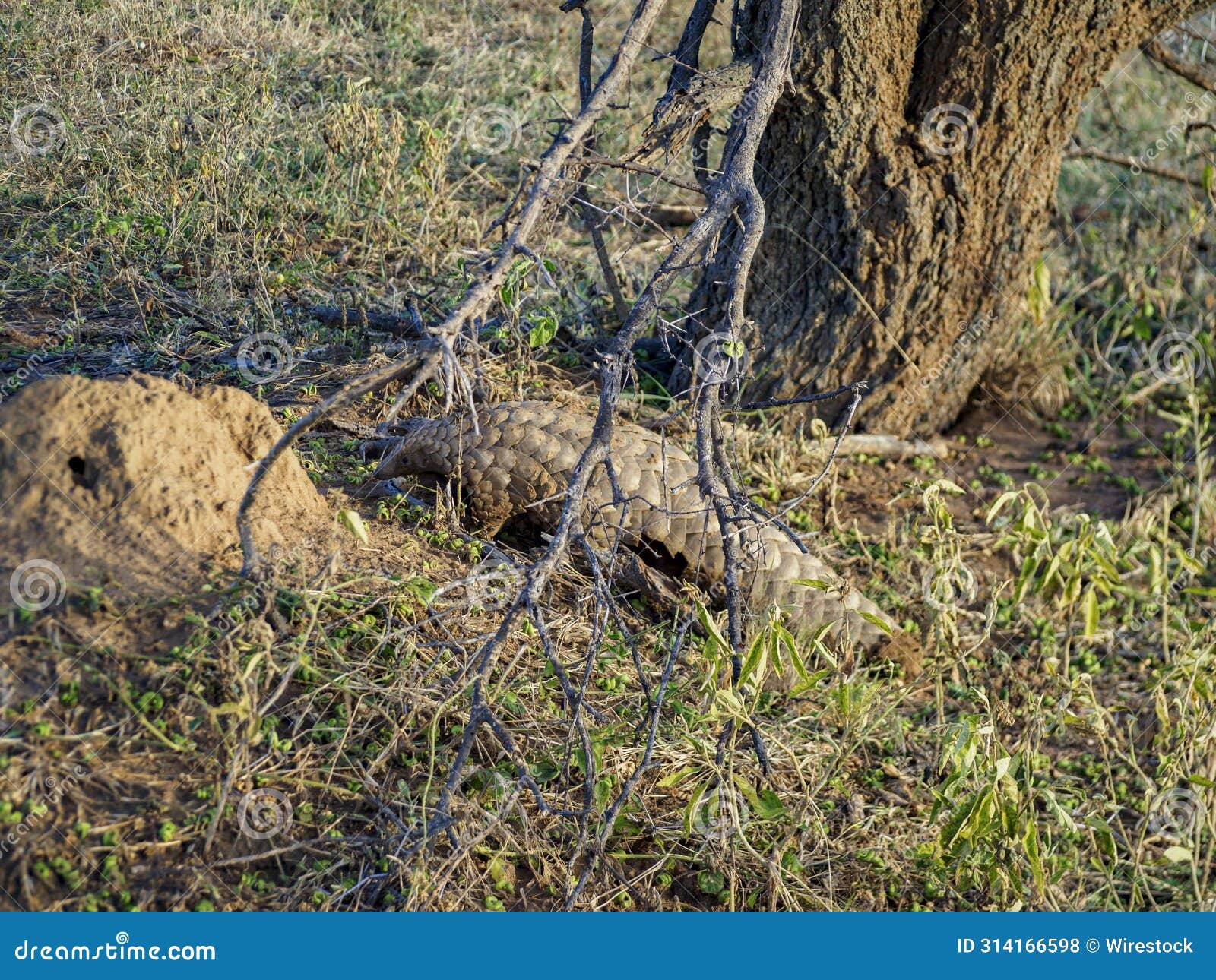 Tree Pangolin Phataginus Tricuspis Royalty-Free Stock Photo ...