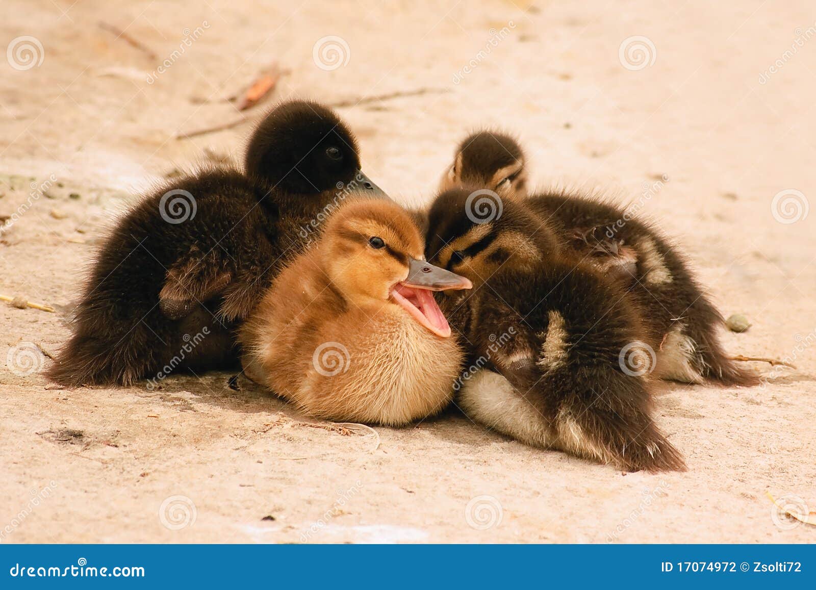 Panic stock photo. Image of duckling, bird, safety, afraid - 17074972