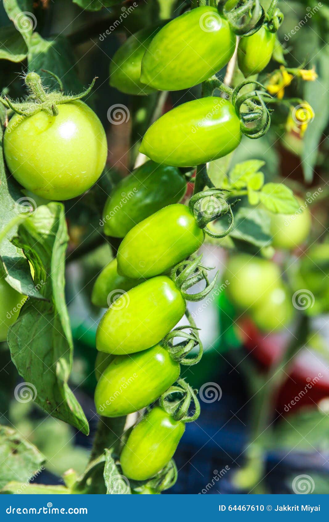 Panical Stock Photos - Free & Royalty-Free Stock Photos from Dreamstime