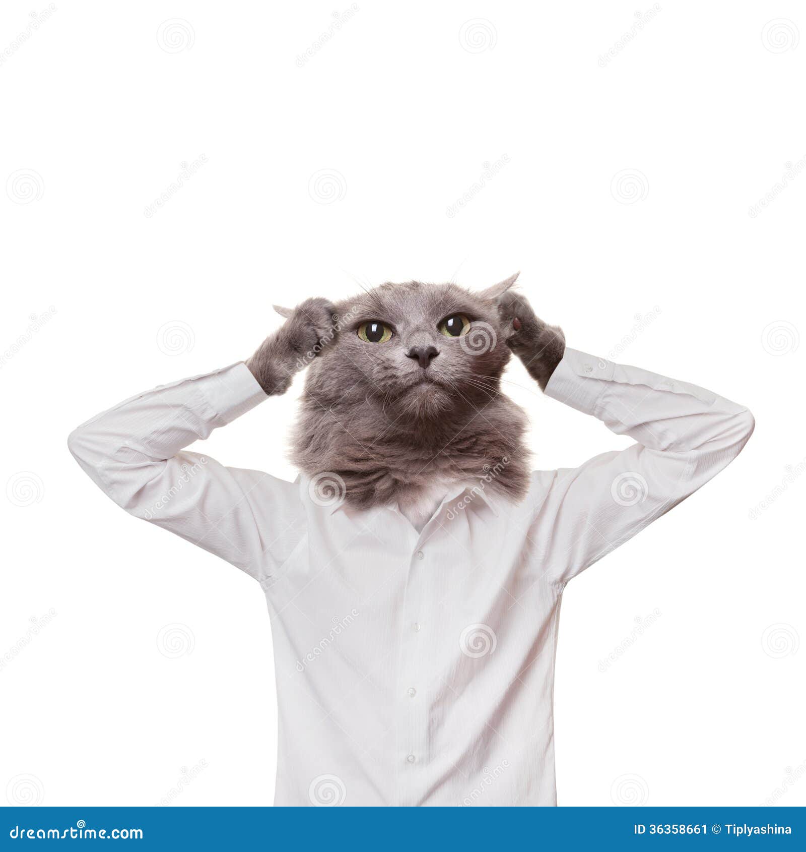 Panicking Businessman Cat. Collage Stock Image - Image of looking ...