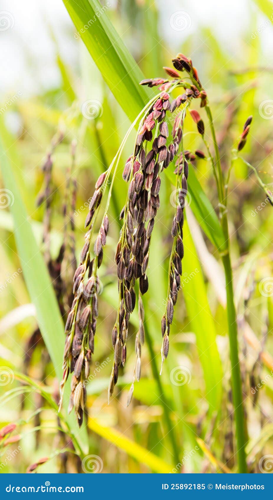 Panicle Closeup of Red Rice Stock Image - Image of head, rural: 25892185