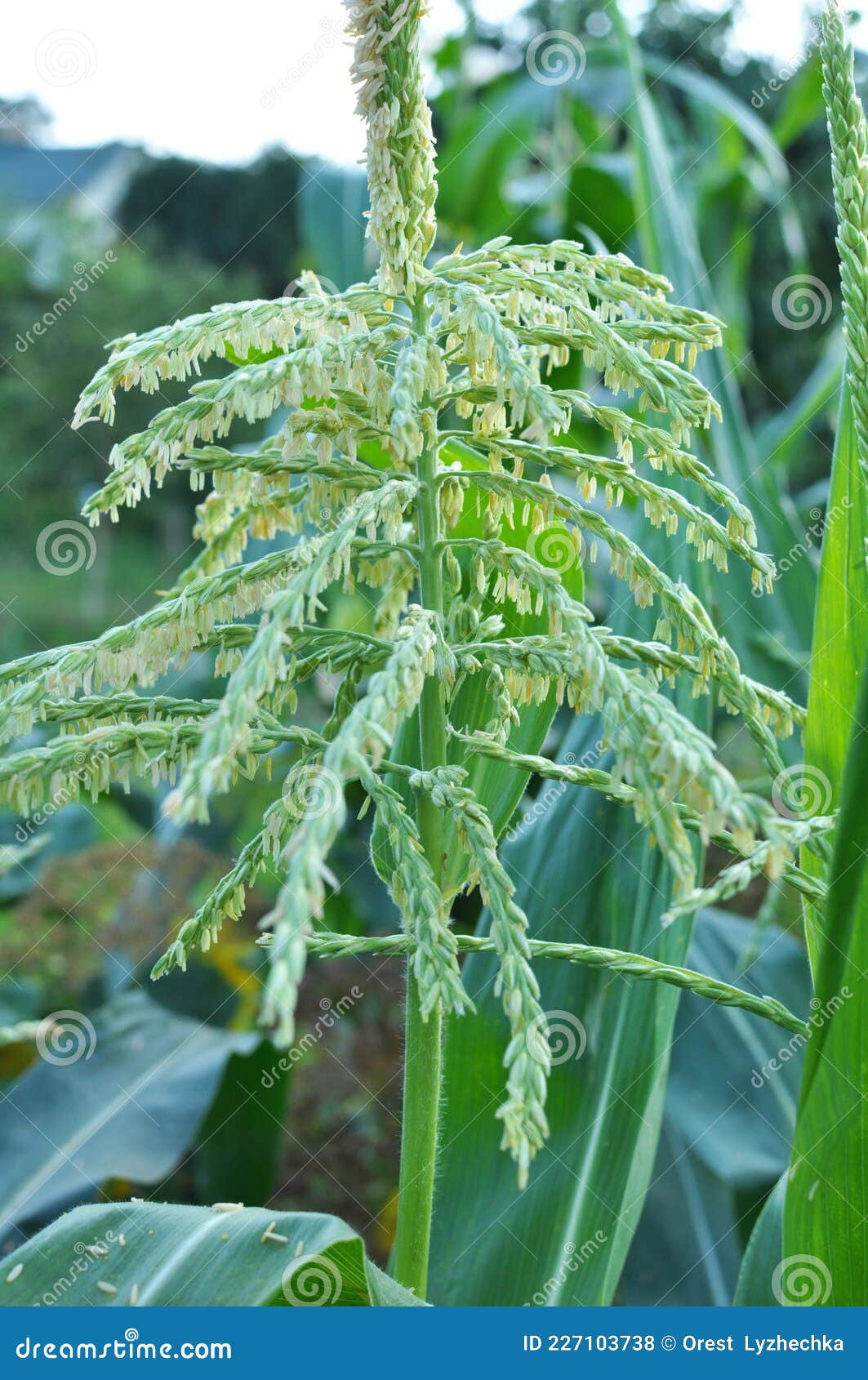 Panicle of Corn Blooms in a Field Stock Photo - Image of culture ...