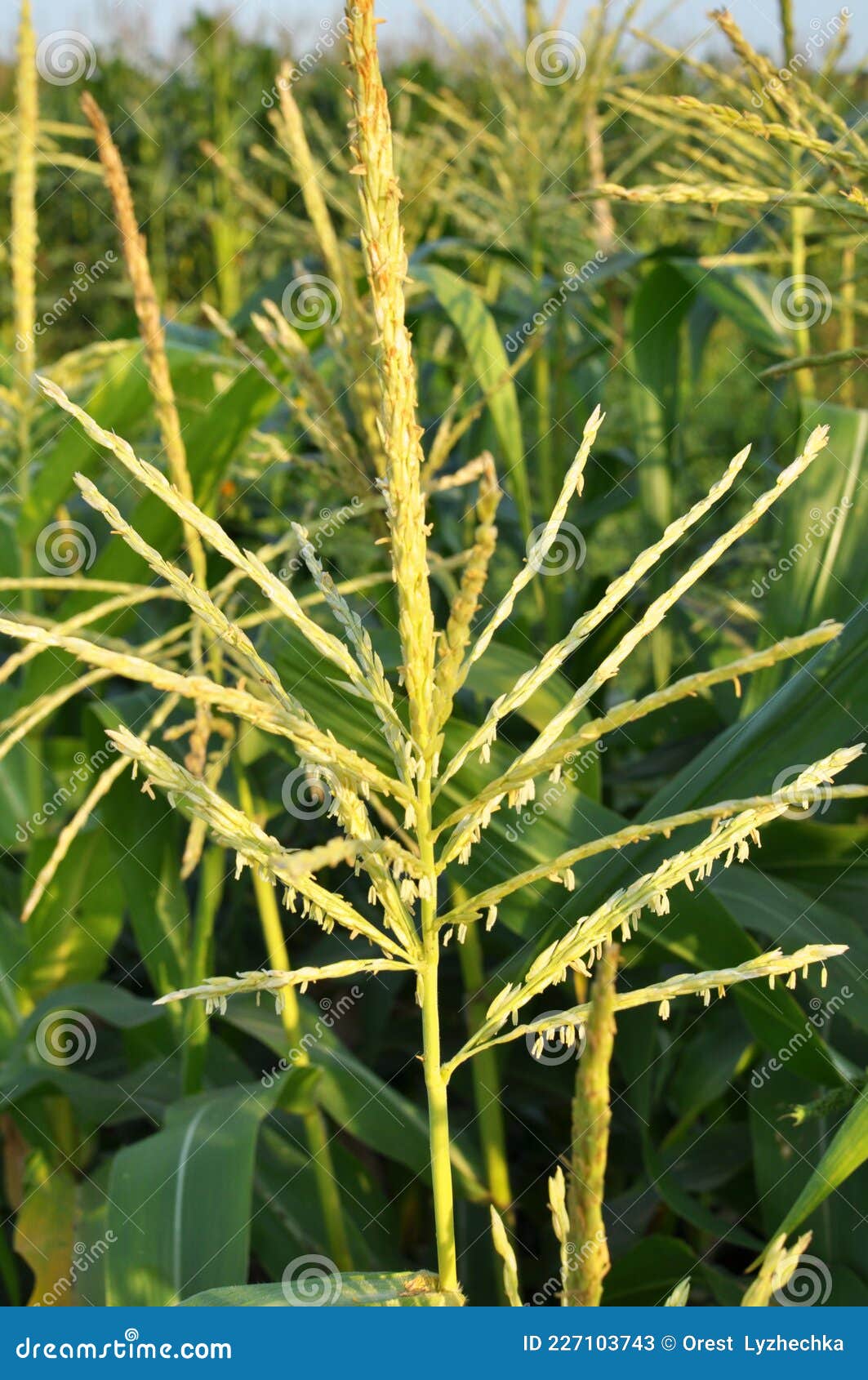 Panicle of Corn Blooms in a Field Stock Image - Image of farming, farm ...