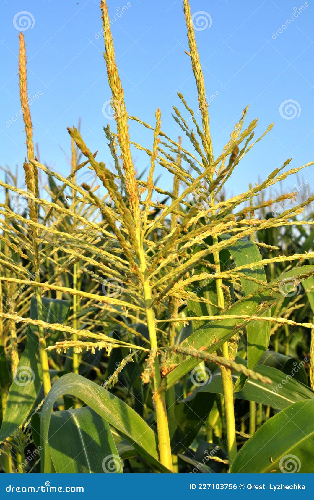Panicle of Corn Blooms in a Field Stock Photo - Image of cereal, farmer ...