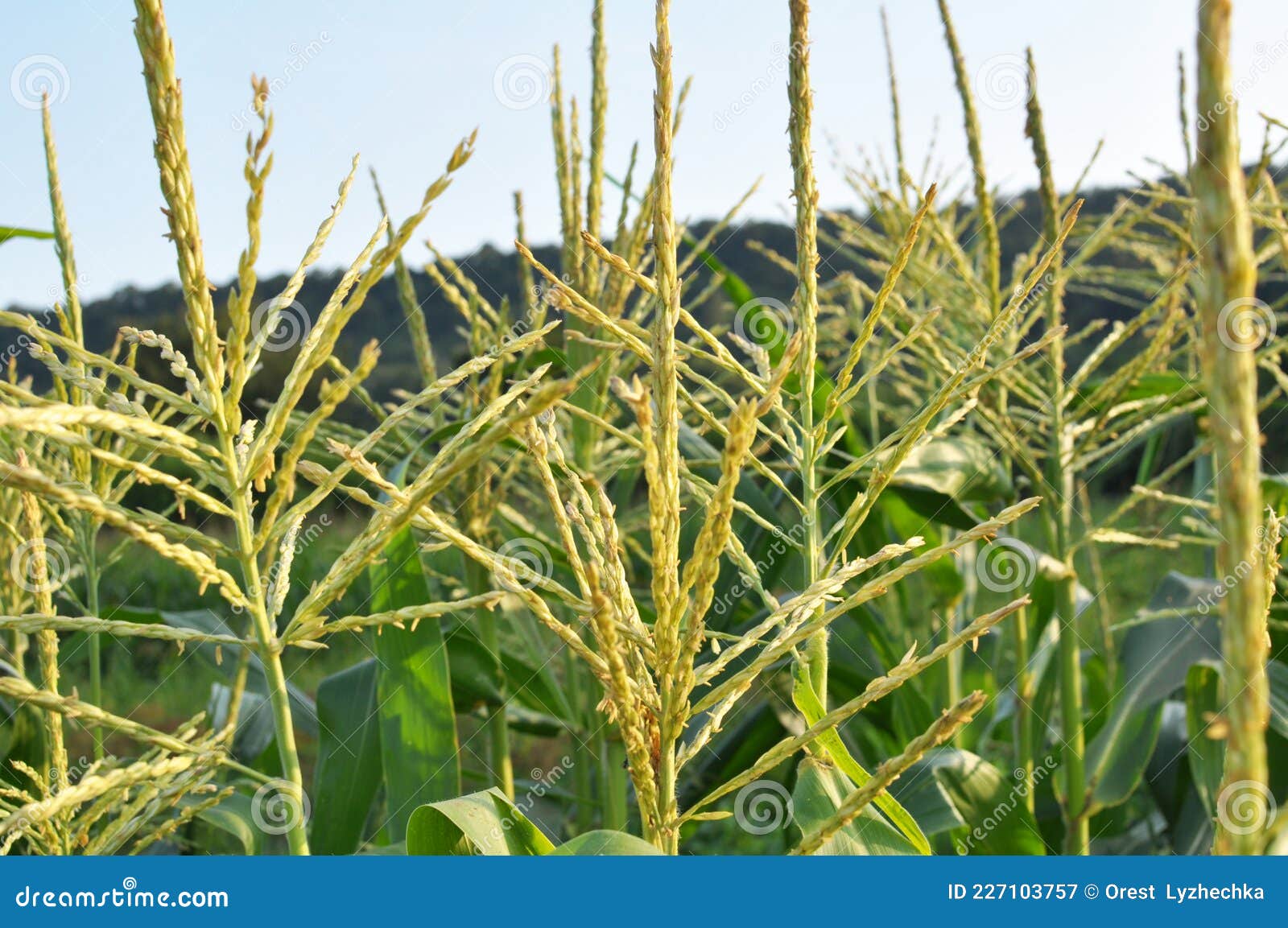 Panicle of Corn Blooms in a Field Stock Image - Image of field ...