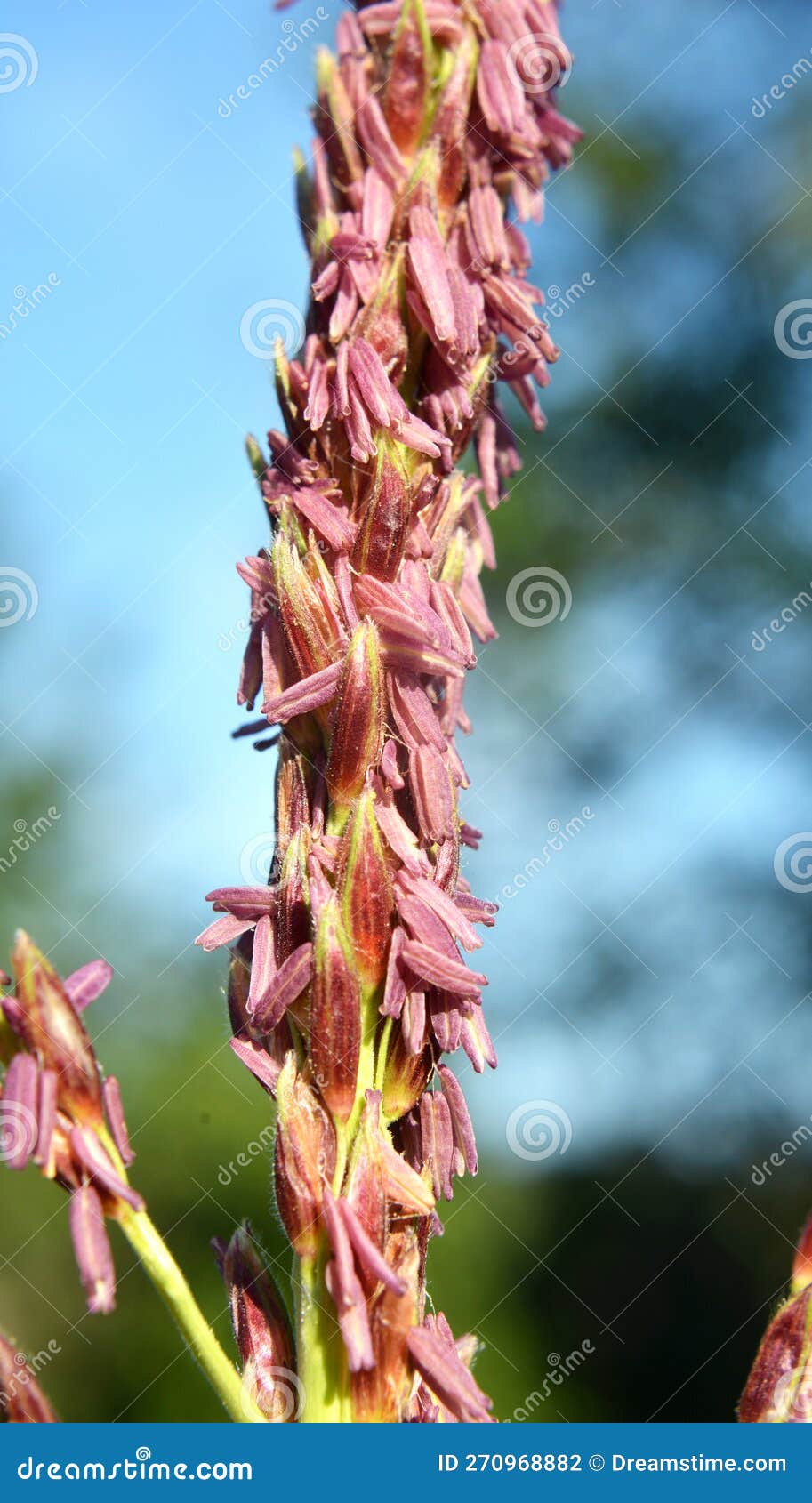 Panicle of Corn Blooms in a Field Stock Photo - Image of whisk, fresh ...