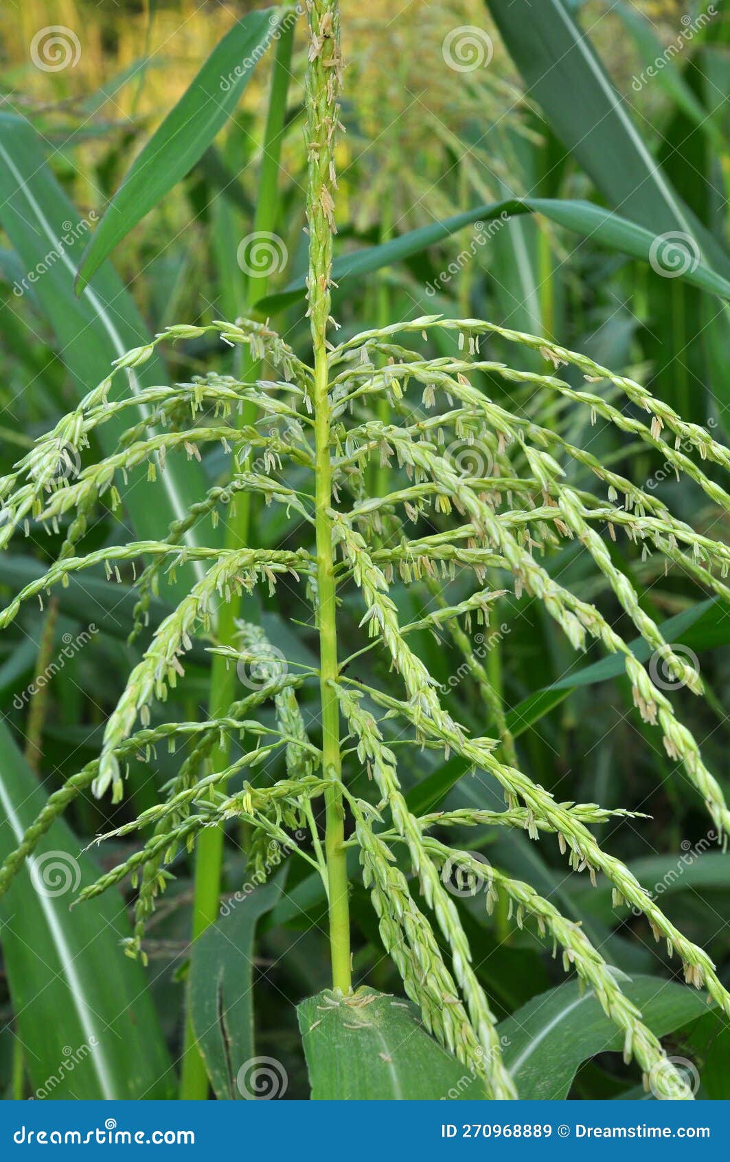 Panicle of Corn Blooms in a Field Stock Image - Image of summer, rural ...