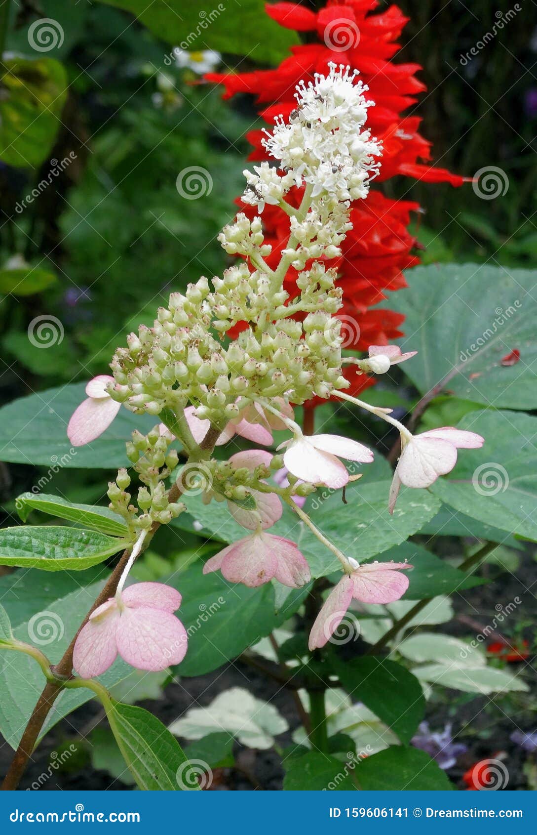 Panicle Hydrangea. Gorgeous Bright Flower of Hydrangea Paniculata ...