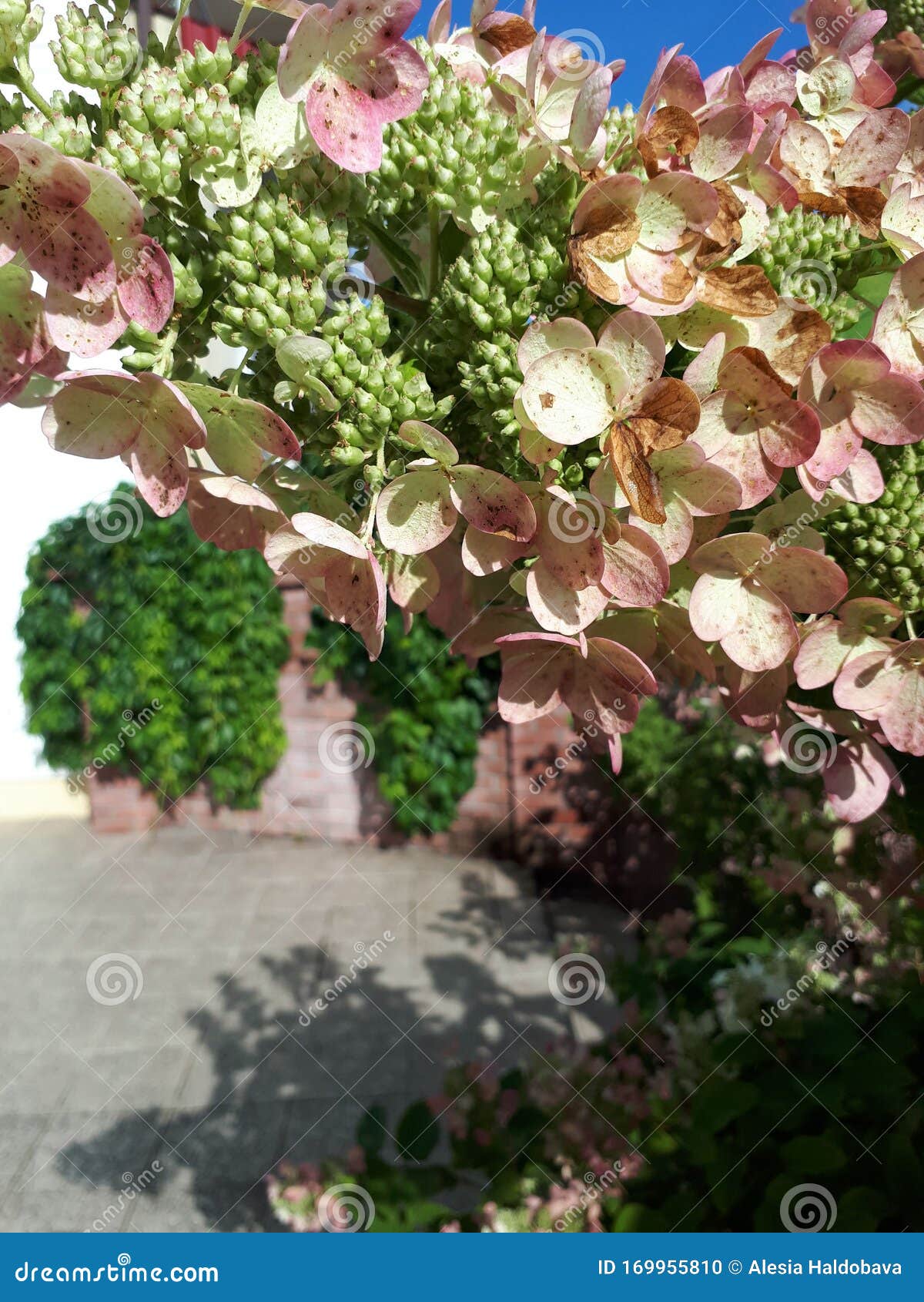 Panicle Hydrangea in Summer Stock Photo - Image of russia, sunny: 169955810