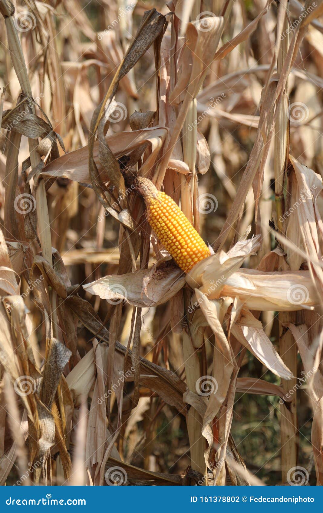Panicle of Maize and Dried Leaves in Summer Stock Photo - Image of ...