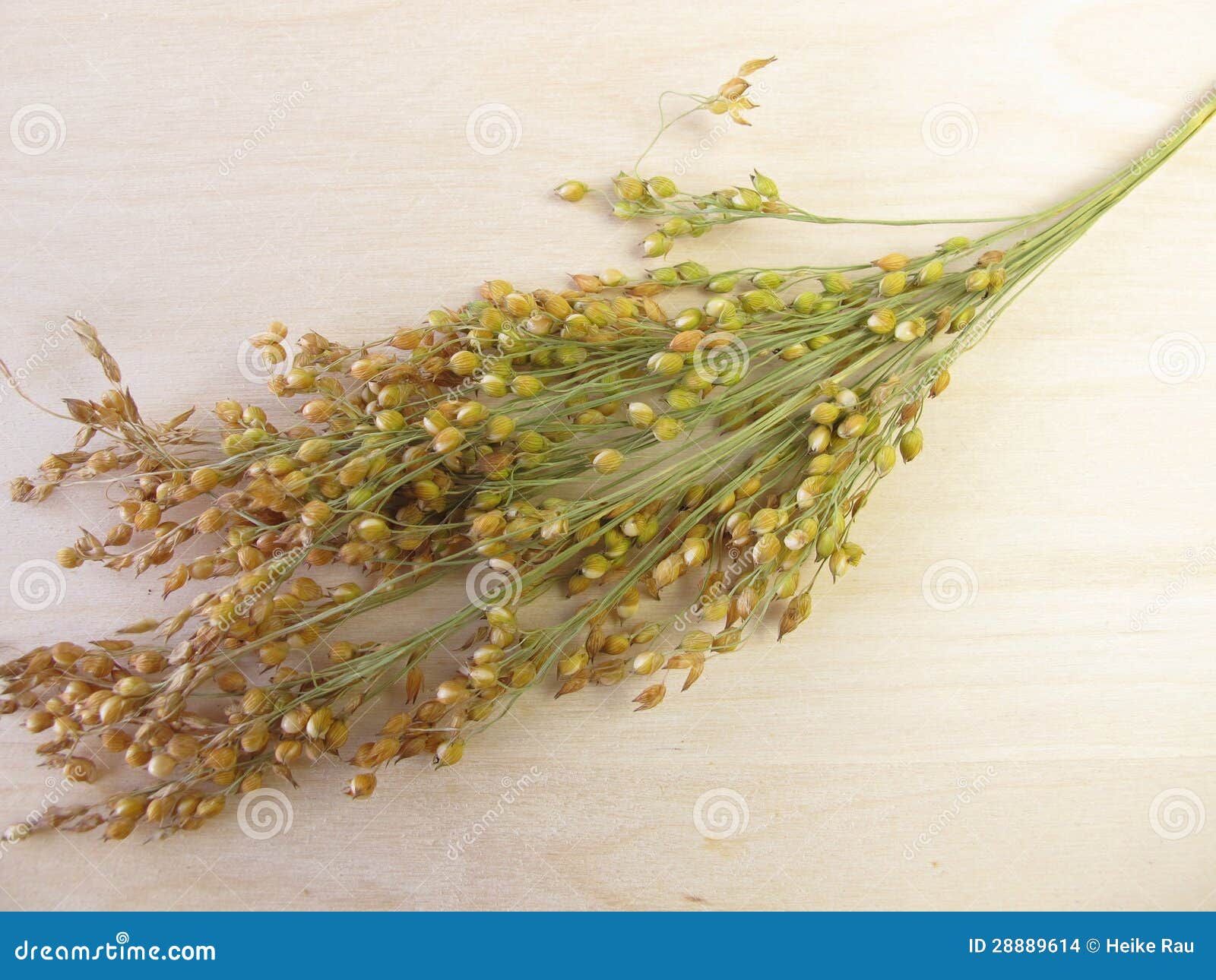 Panicle millet stock photo. Image of panicle, white, millet - 28889614