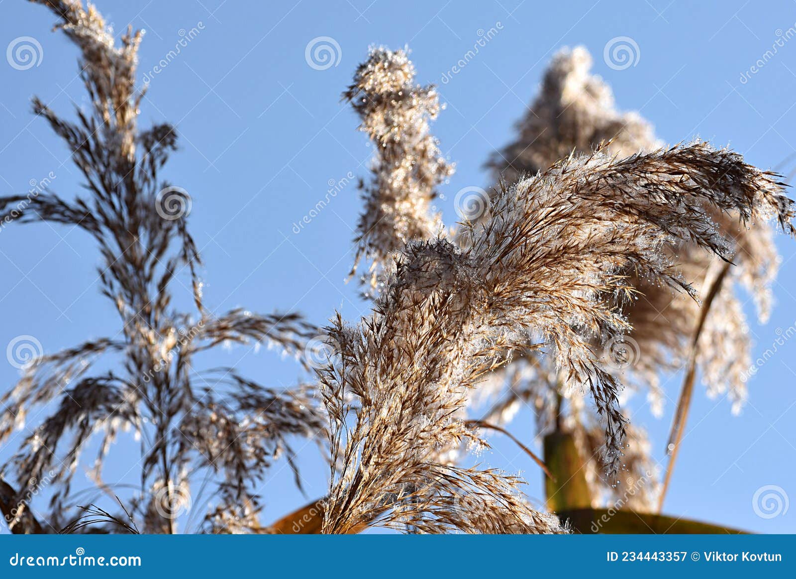 A Panicle of Reeds Covered with Dew Against a Blue Sky Stock Image ...