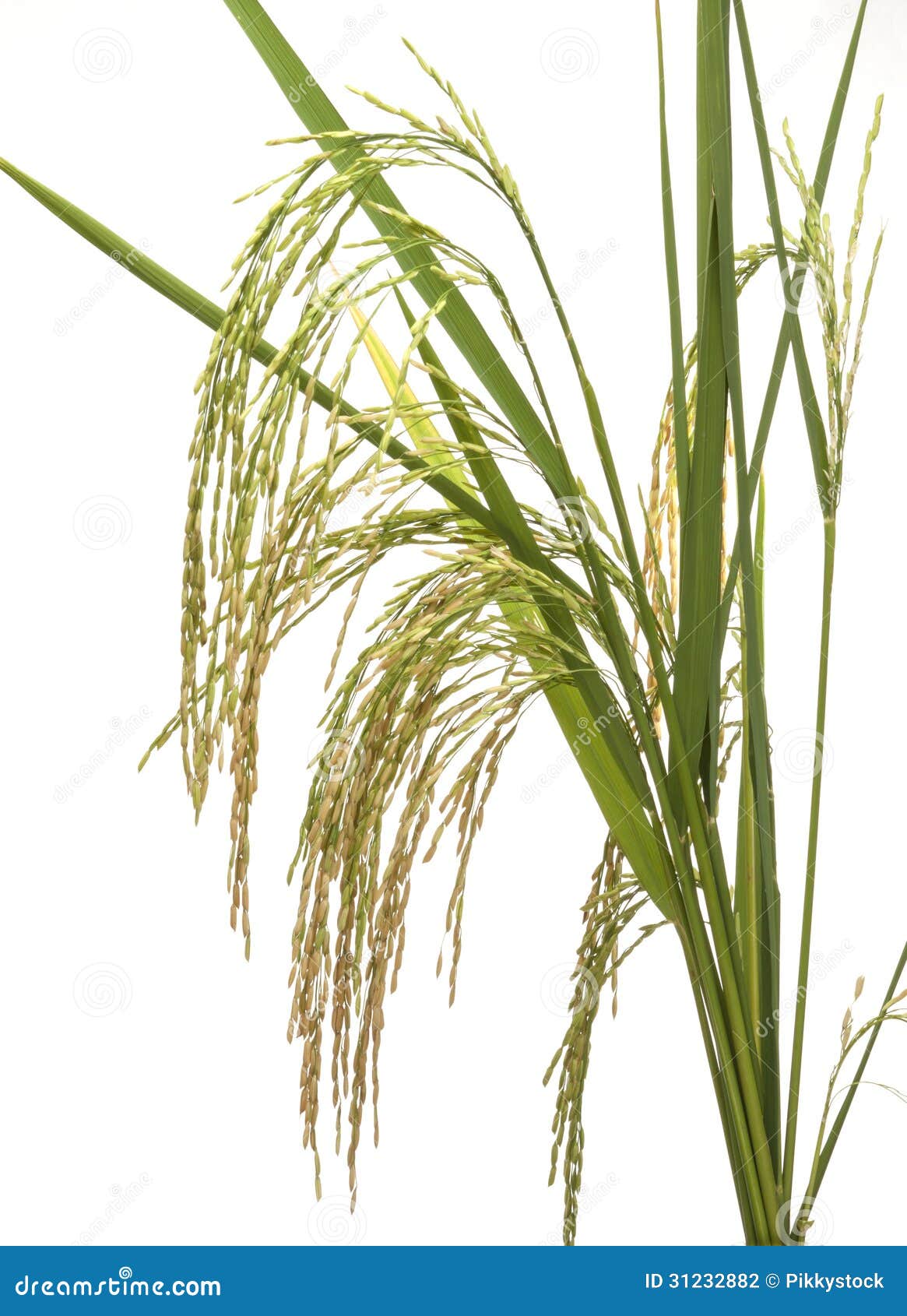 Panicle rice stock photo. Image of field, nonurban, drink - 31232882