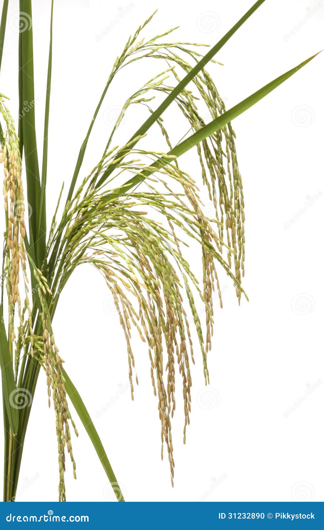 Rice Panicle
