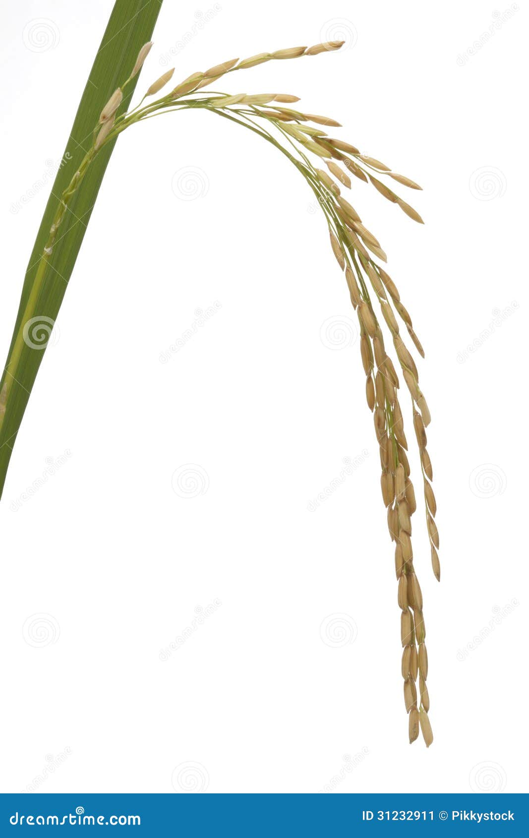 Panicle rice stock image. Image of panicle, industry - 31232911