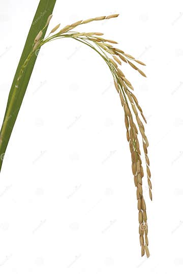 Panicle rice stock image. Image of panicle, industry - 31232911