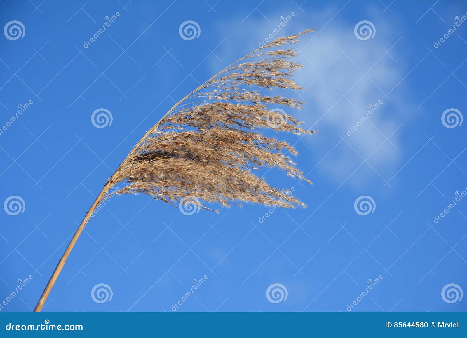 Panicle River Reed Against the Winter Blue Sky and Clouds Stock Photo ...