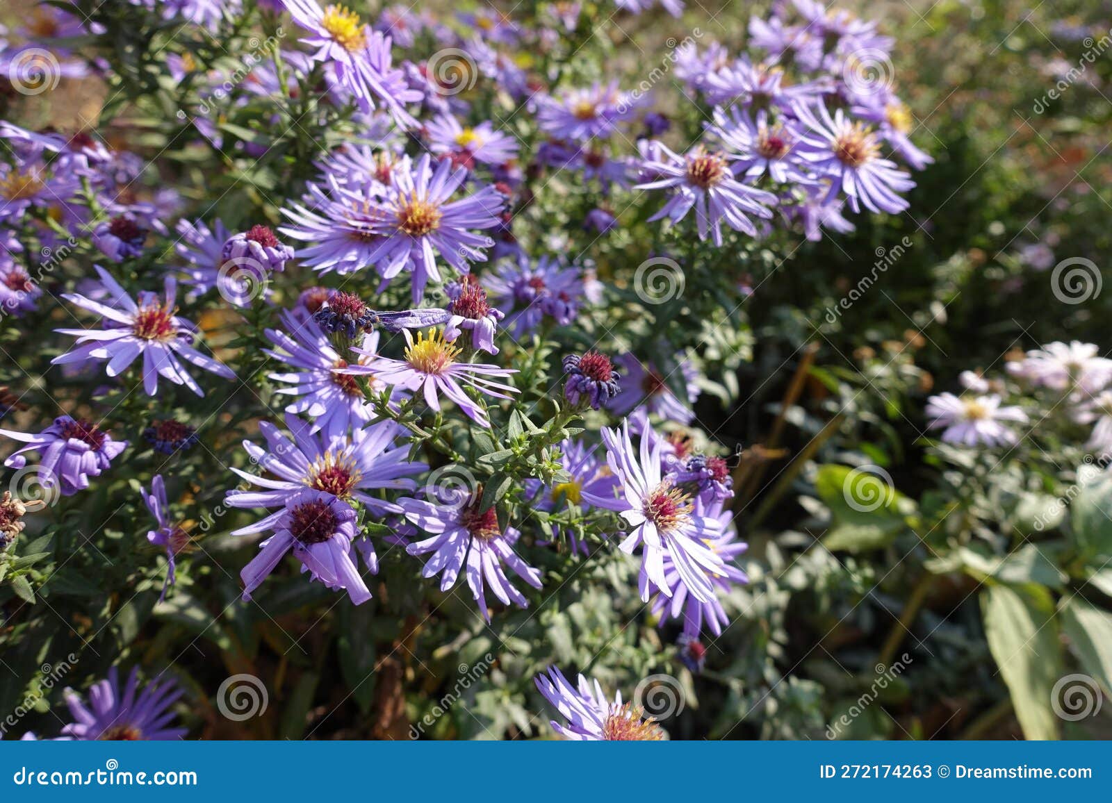 Panicle of Violet Flowers of Symphyotrichum Dumosum Stock Image - Image ...