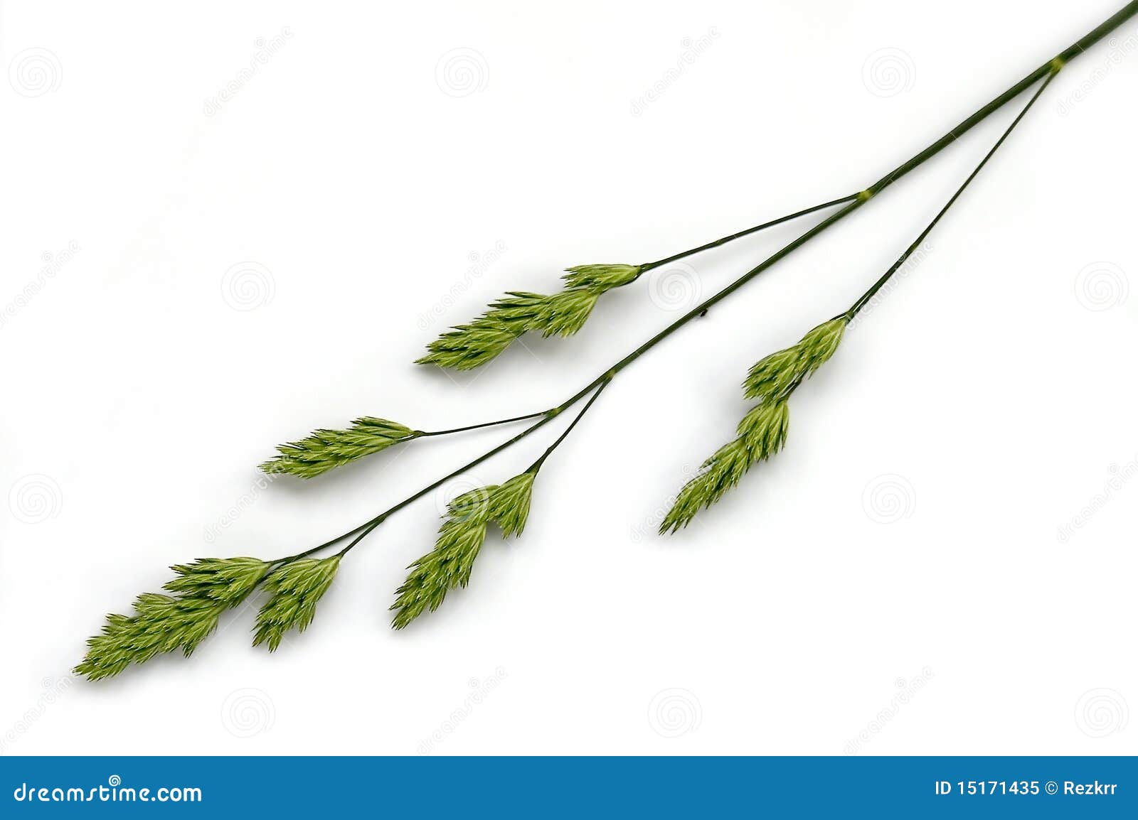 Panicle weed stock image. Image of daylight, panicle - 15171435